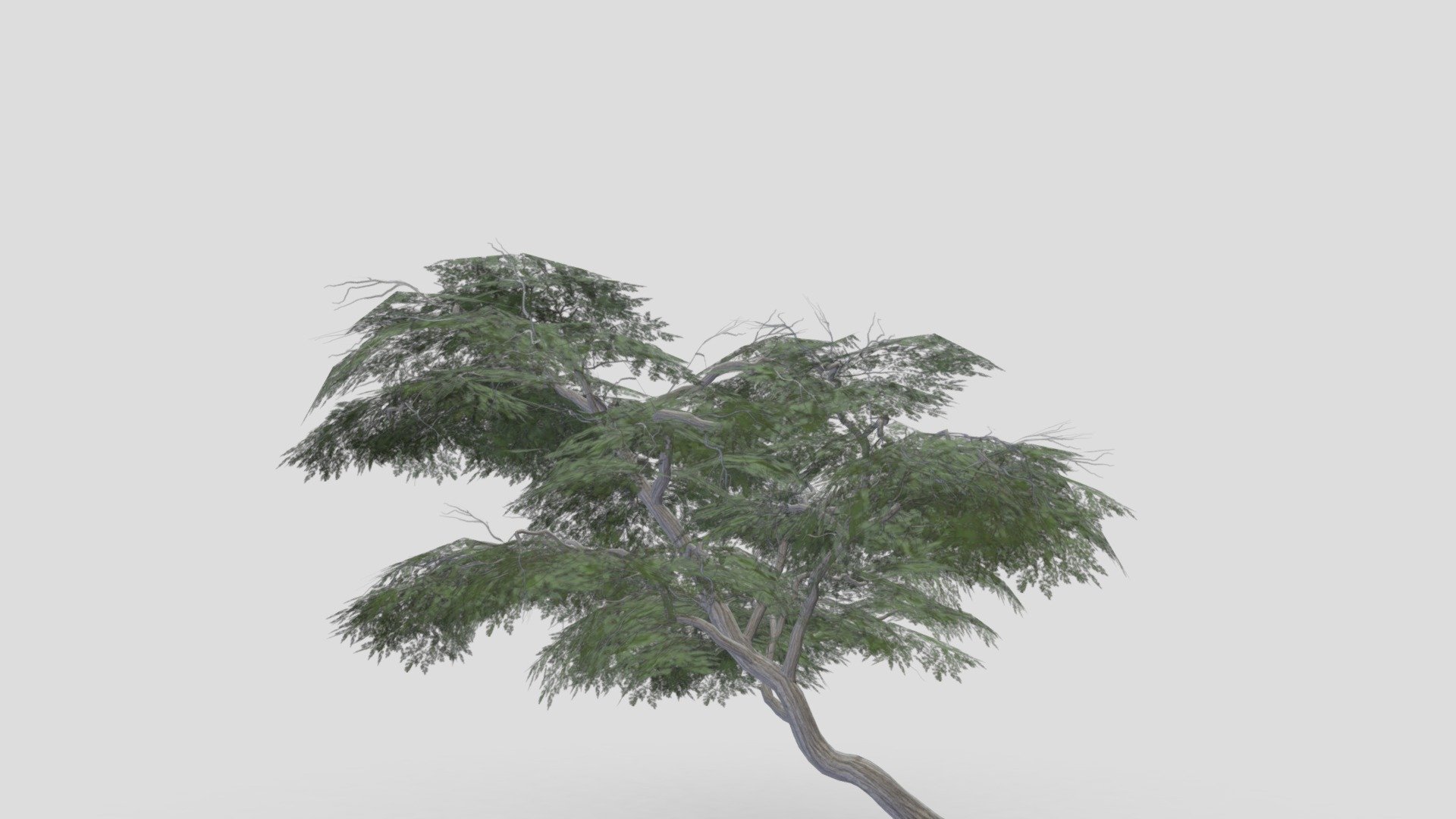 Acacia Tree-S19 - Buy Royalty Free 3D model by ASMA3D [caf86a2 ...