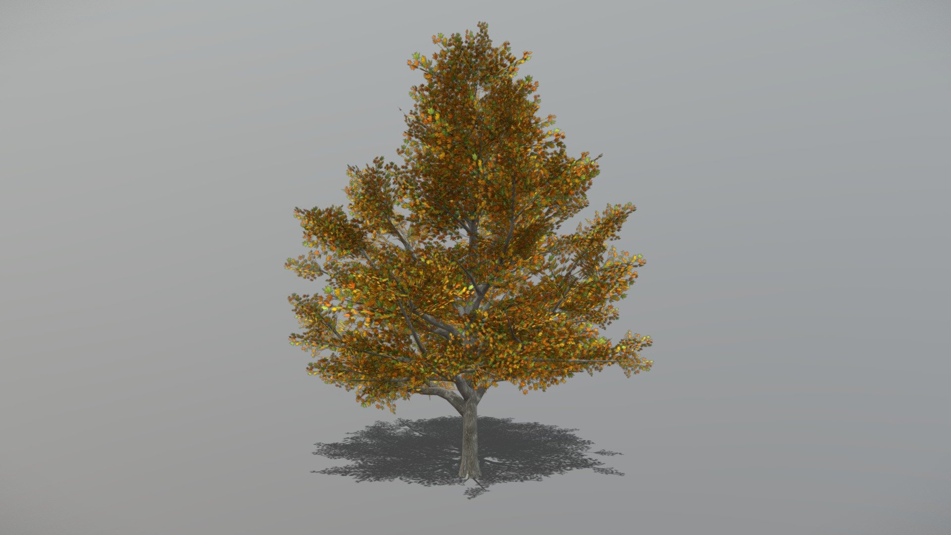 Maple 1 (Animated Tree) - Buy Royalty Free 3D model by bsp [cafbe0e ...