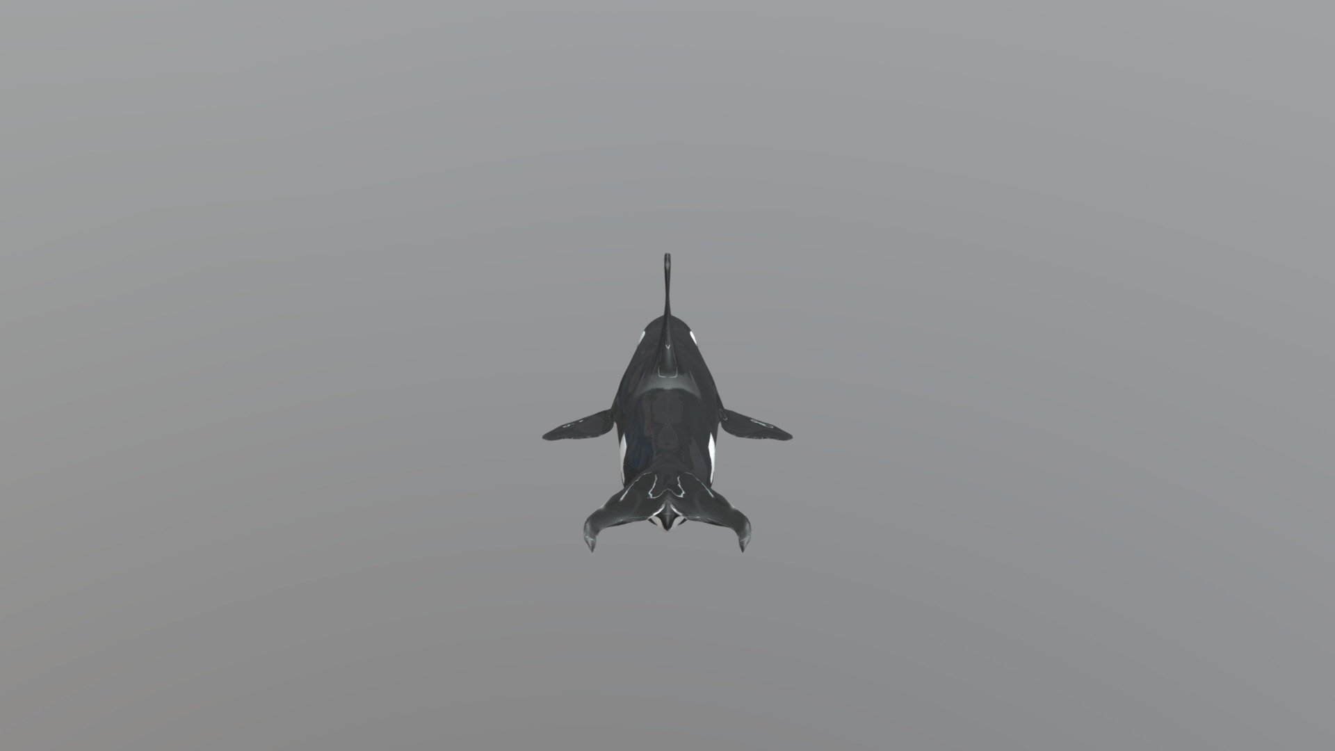 Orca - 3D model by shaia [cafcb7f] - Sketchfab