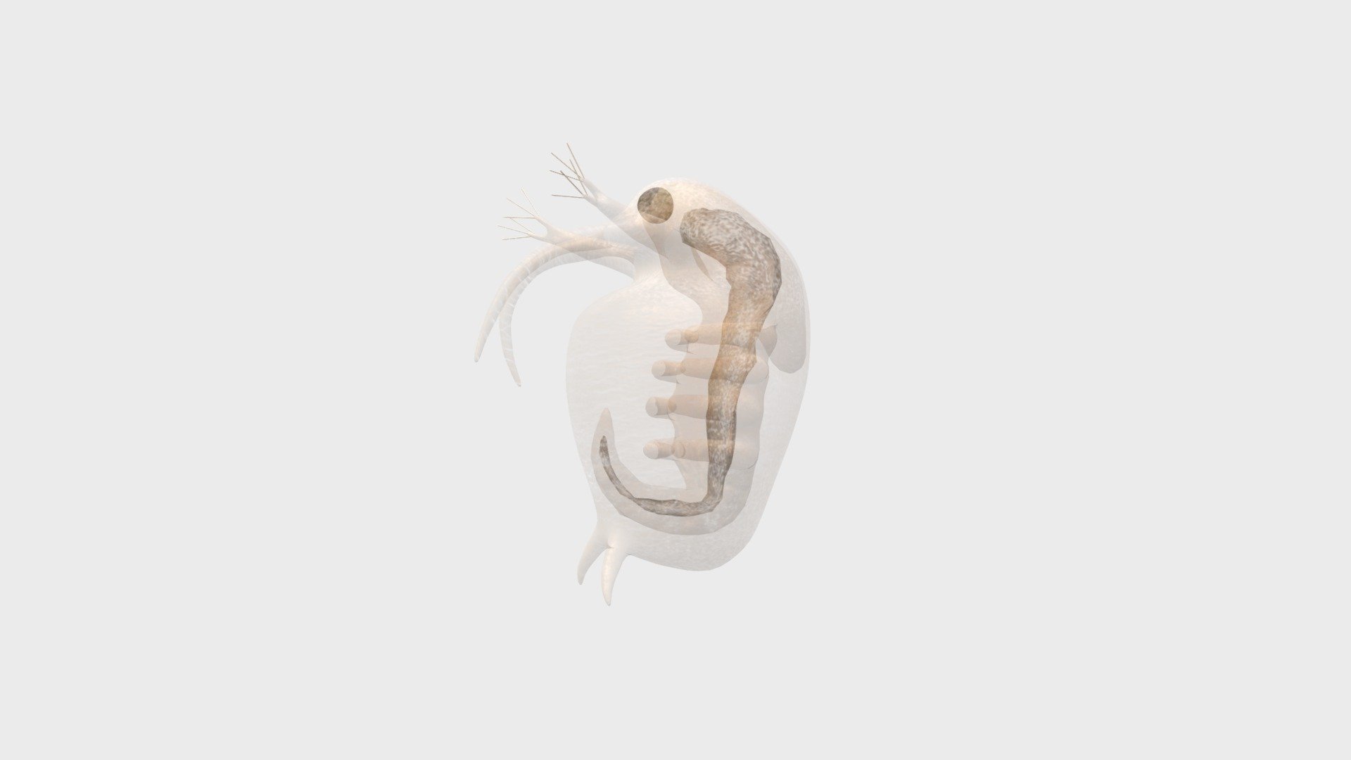 Bosmina V2 - Download Free 3D model by ucdavisterc [cb040fc] - Sketchfab
