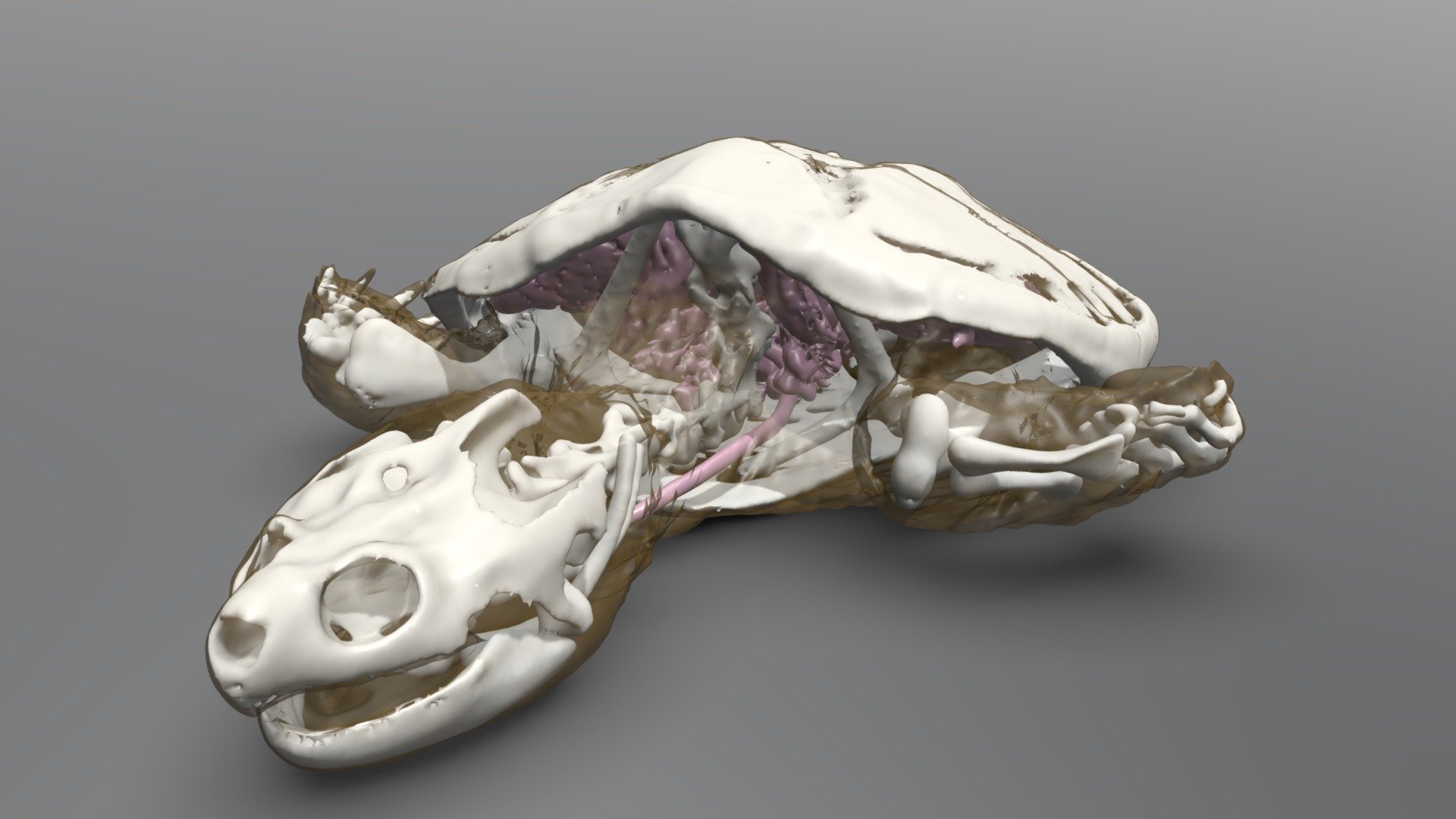 Chelydra serpentina - 3D model by Pixelbeaker [cb07935] - Sketchfab