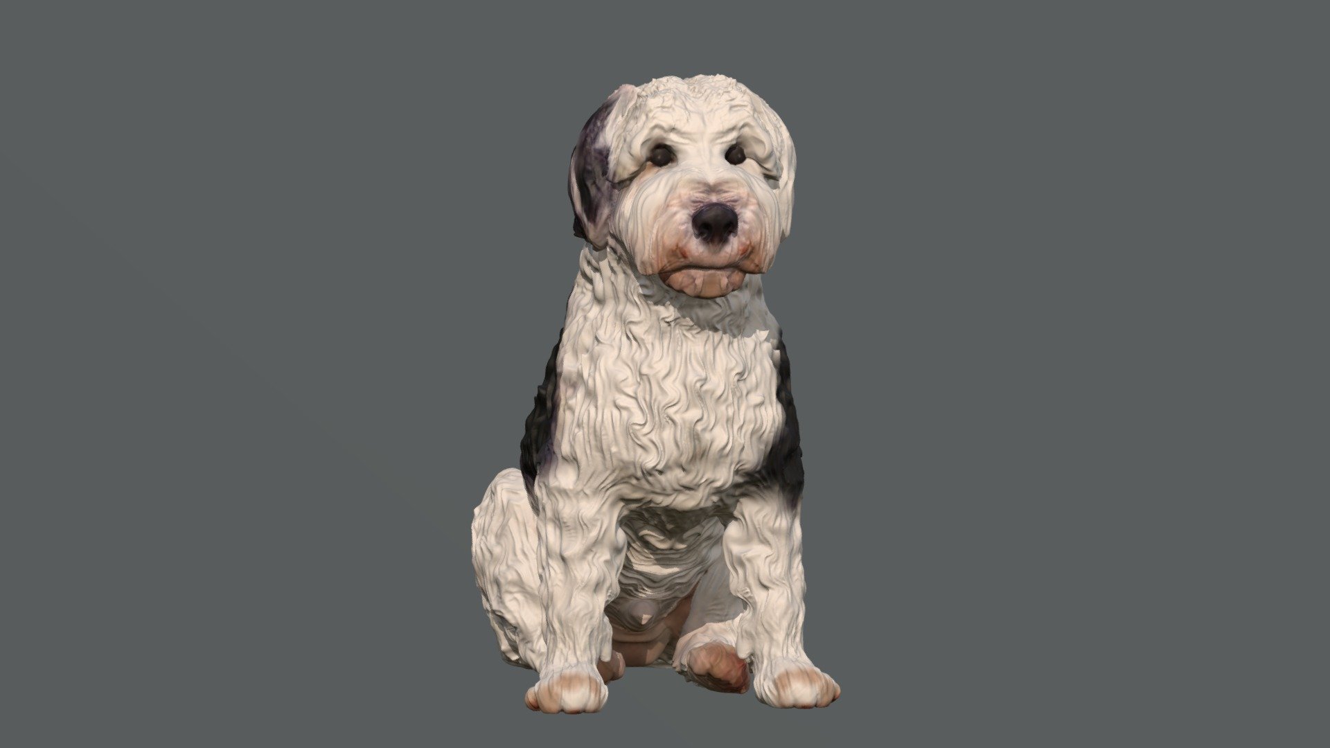 1809002- Milton- Working Strain Bearded Collie - 3D model by Arty ...