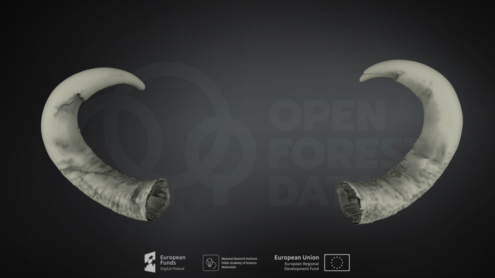 European bison horns - Download Free 3D model by Mammal Research ...