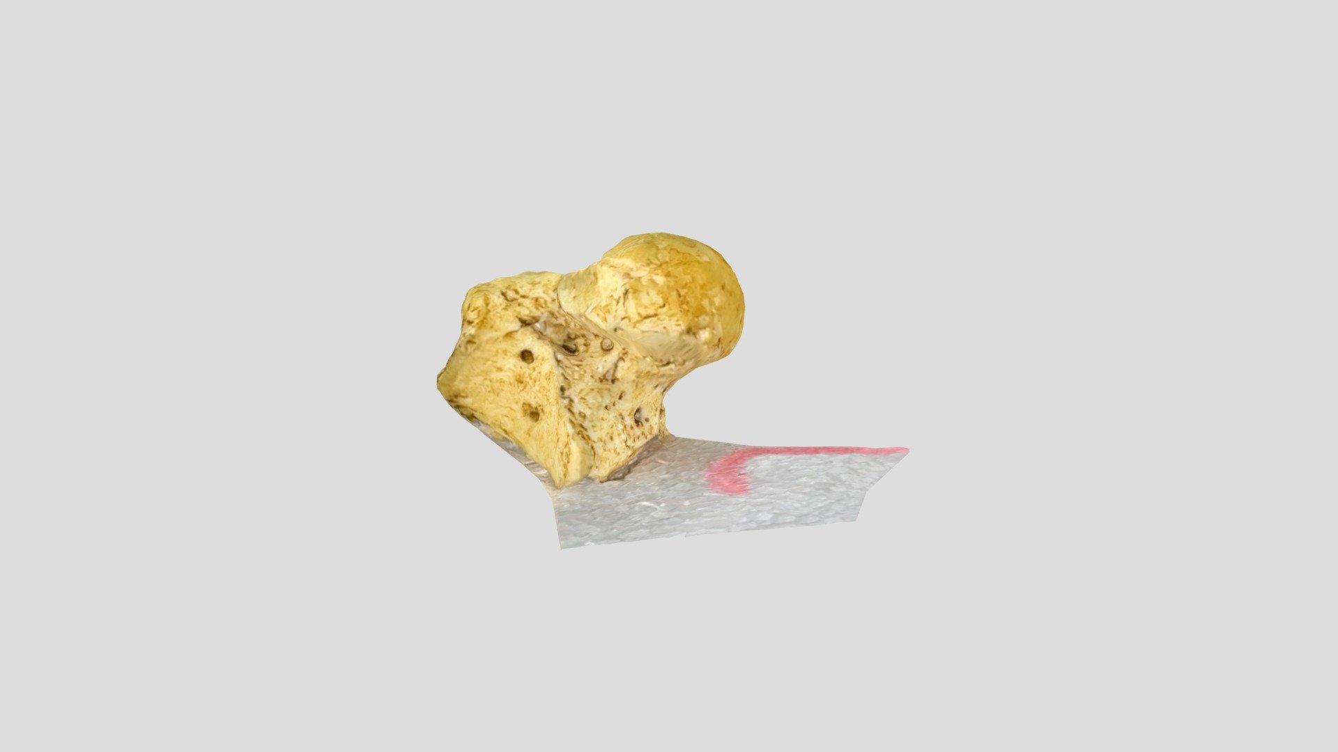 Talus medial surface - 3D model by prajjawalit [cb10b77] - Sketchfab