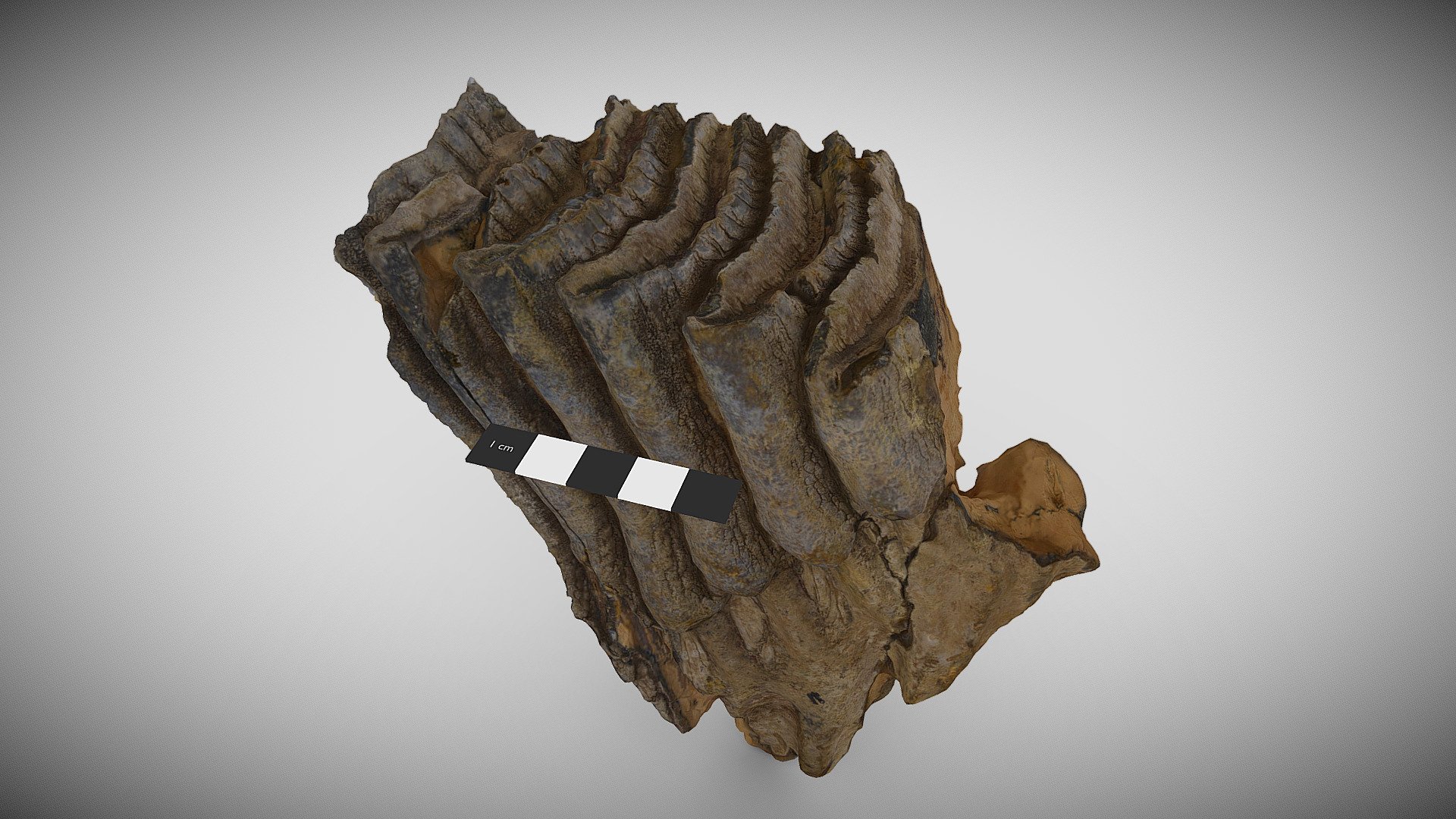 Elephas (elephant) tooth from Bangka Indonesia - 3D model by UQ School of Earth and ...