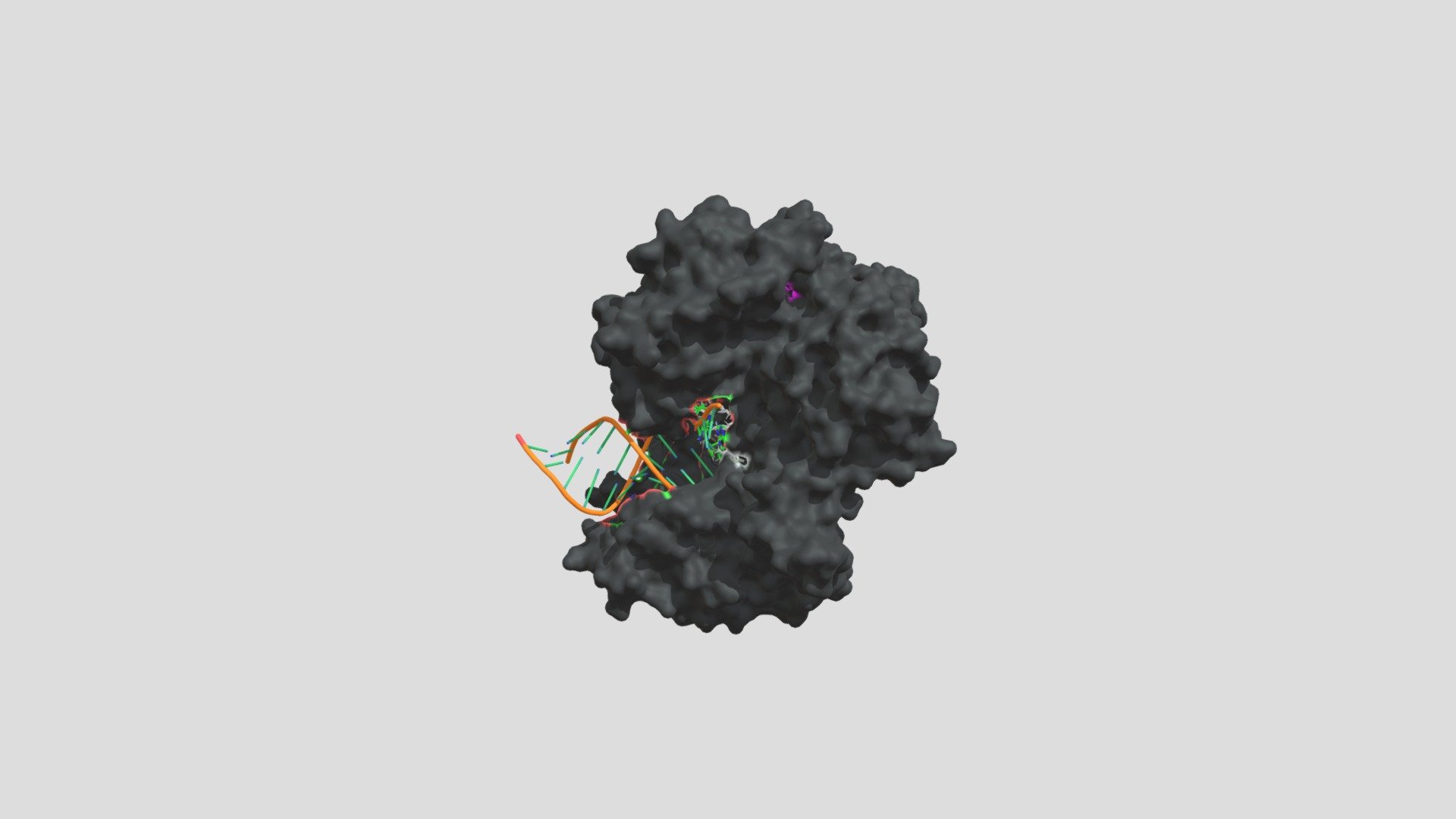RNA-Dependent RNA Polymerase and Remdesivir - 3D model by Laura Totton ...