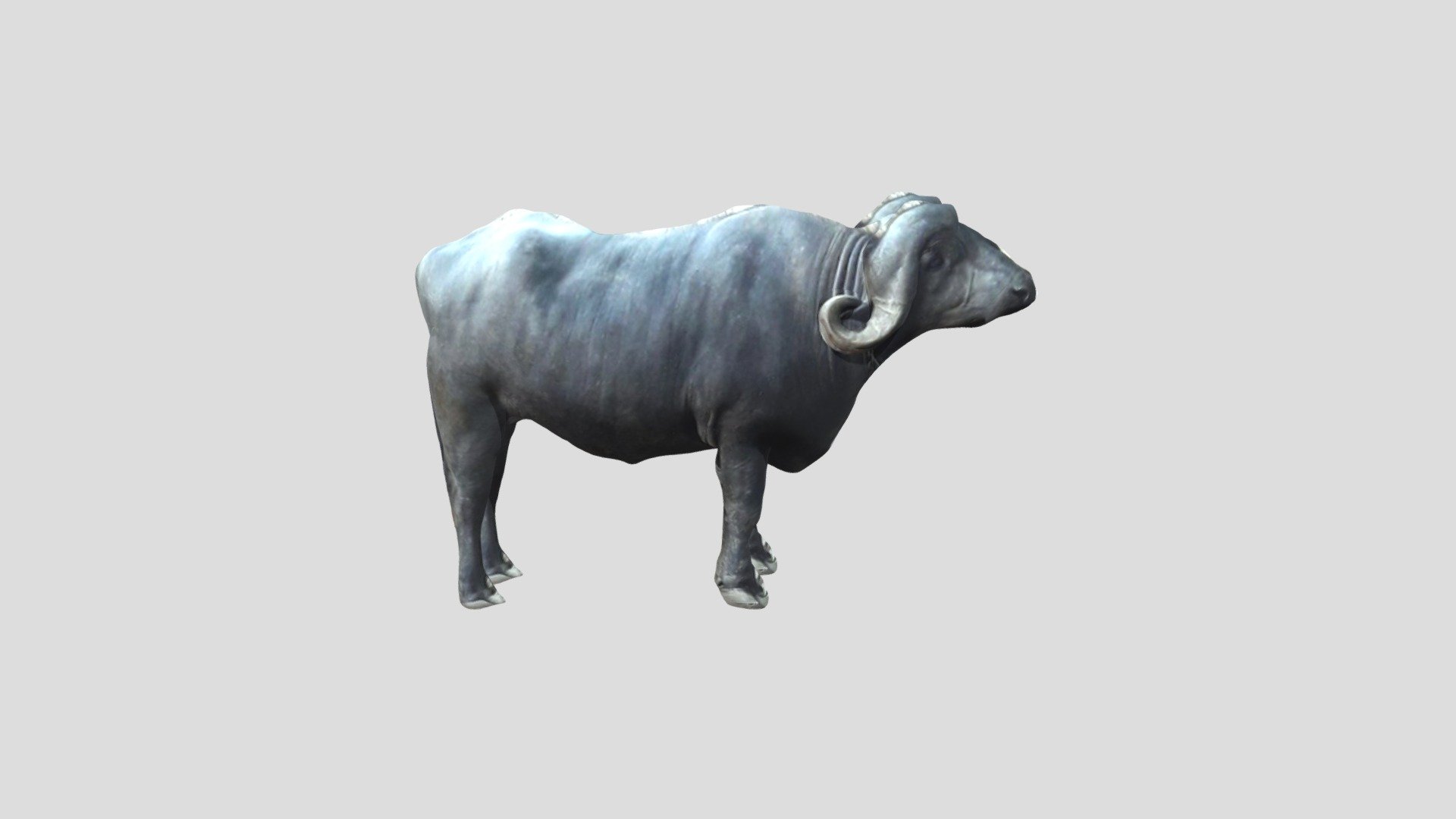 Jafarabadi Buffalo - Download Free 3D model by Animalmuseum [cb15c03 ...