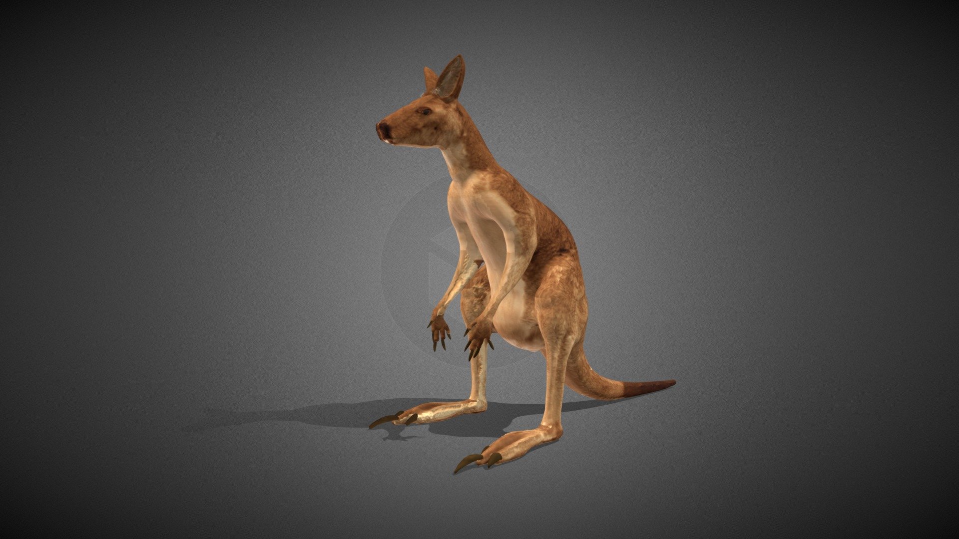 Kangaroo - Download Free 3D model by Stephengury [cb18117] - Sketchfab