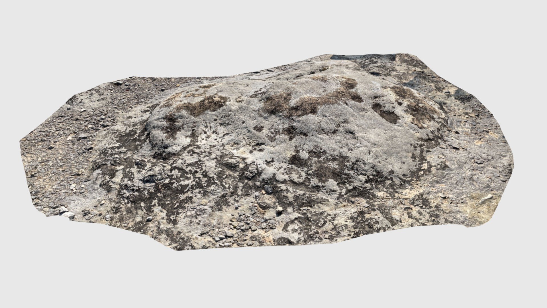 Wainfleet Syringopora-dominated Bioherm - Download Free 3D model by ...