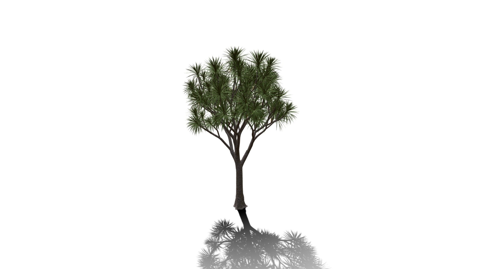 Realistic HD Cabbage tree (40/50) - Buy Royalty Free 3D model by ...
