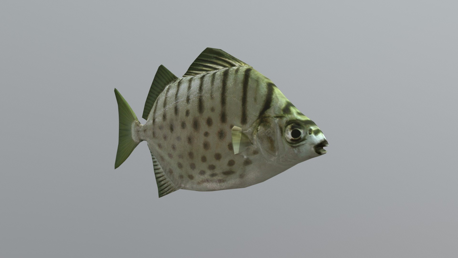 Argus Fish / spotted scat - Buy Royalty Free 3D model by 3dlowpoly ...