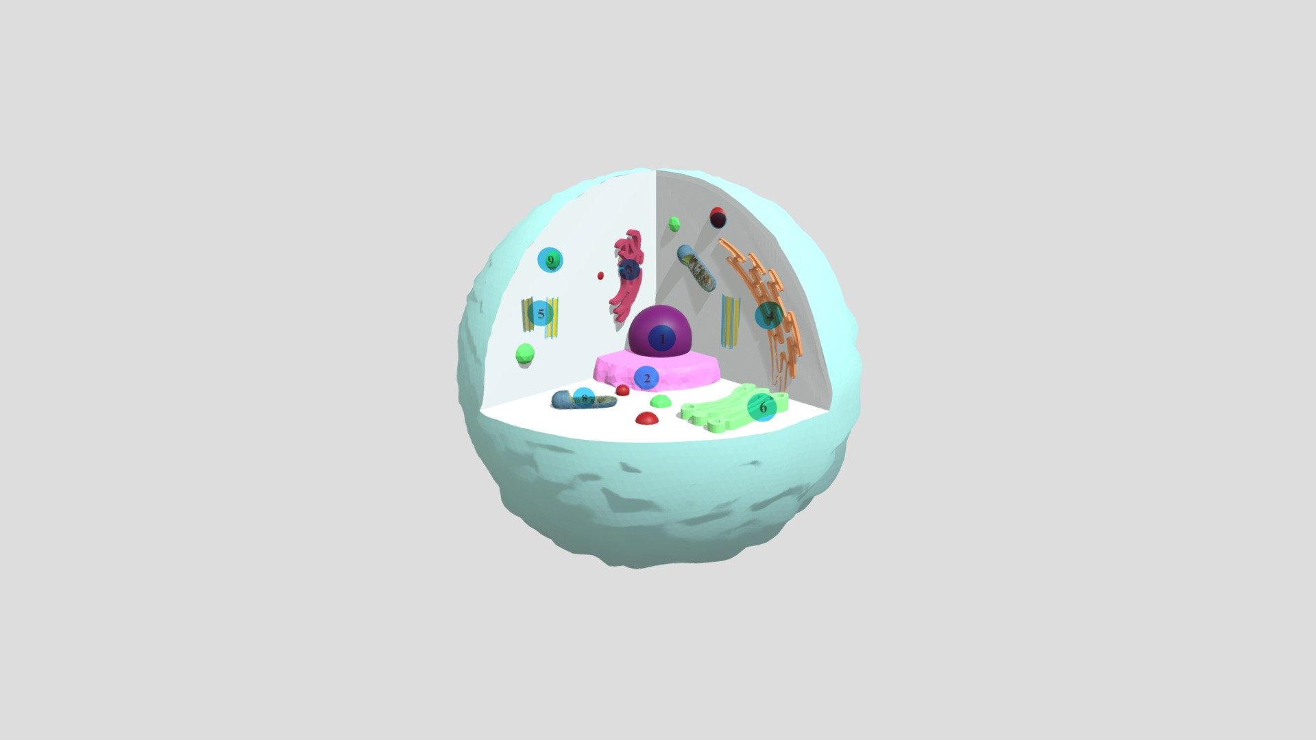 Celula (functii) - 3D model by dan (@ldan1) [cb2f9c5] - Sketchfab