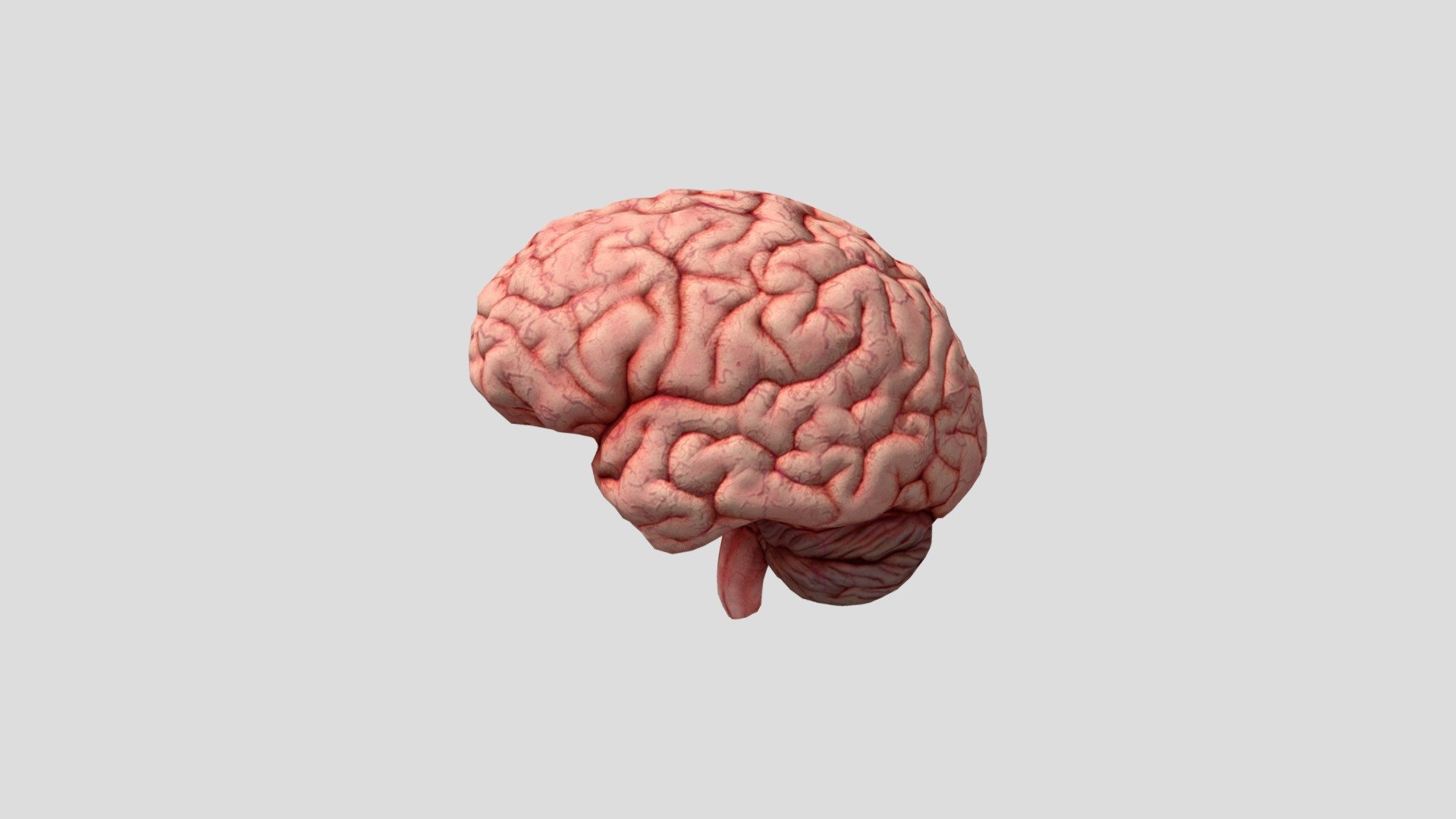 Rotten Brain - 3D model by anuragrankja567 [cb37f8b] - Sketchfab