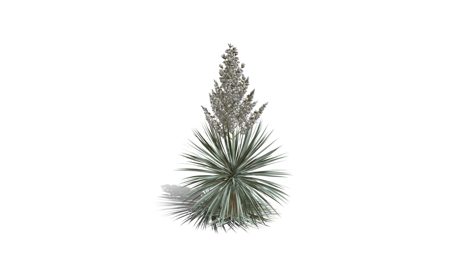 Realistic HD Beaked yucca (2/30) - Buy Royalty Free 3D model by ...