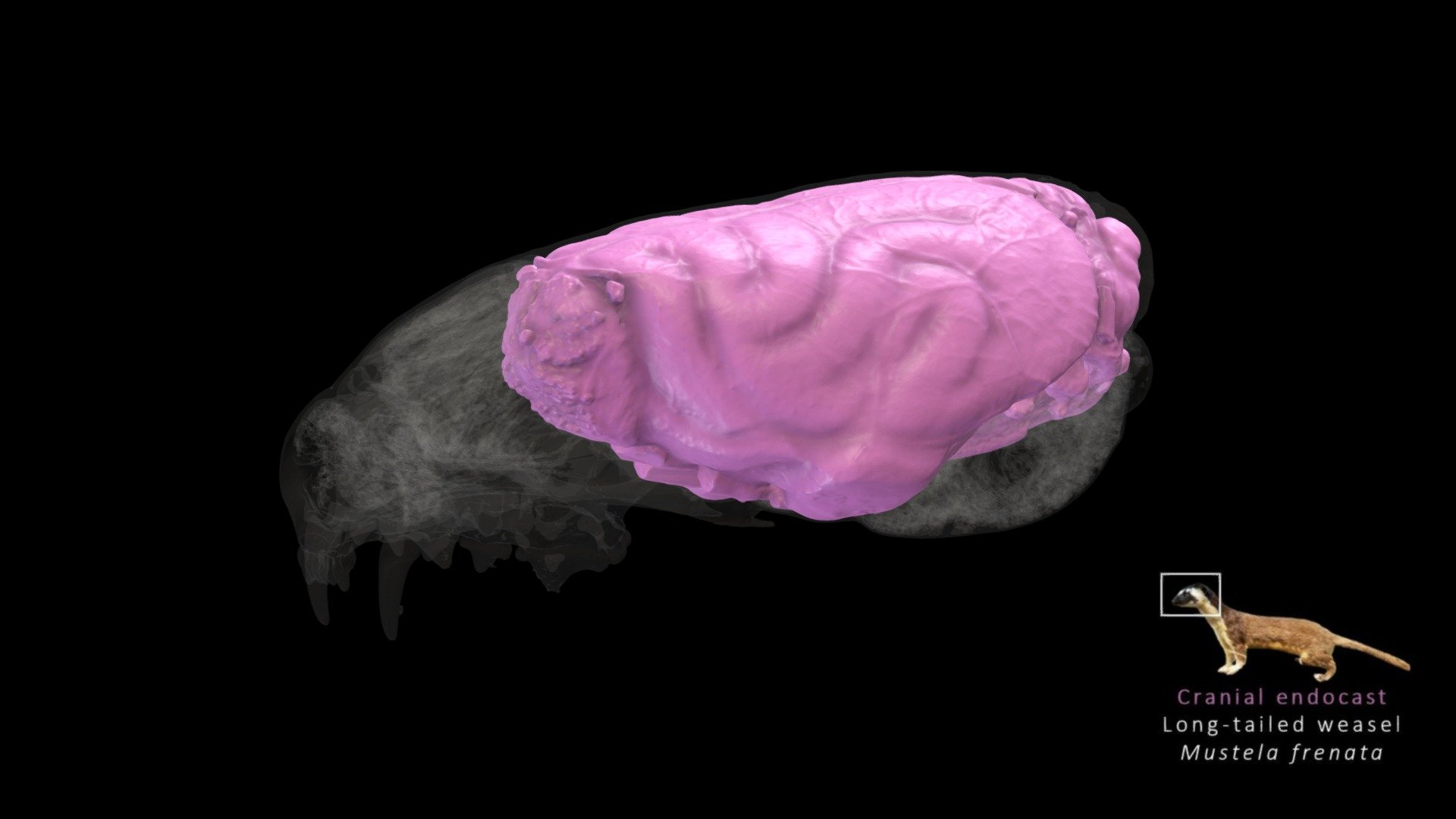 Long Tailed Weasel Brain Endocast - 3D model by Blackburn Lab (@ufherps ...