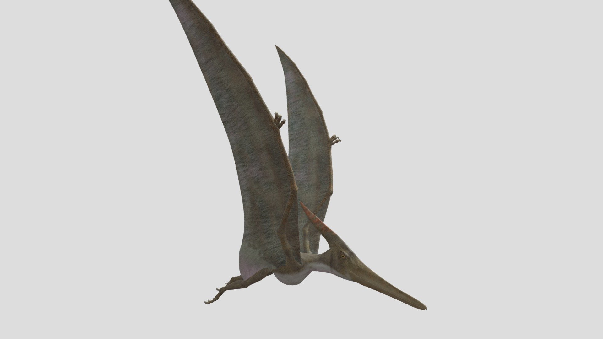 pteranodon - Download Free 3D model by seth the yutyrannus ...