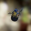 Quna Pso2 - Download Free 3D model by ResarXam [cb46813] - Sketchfab