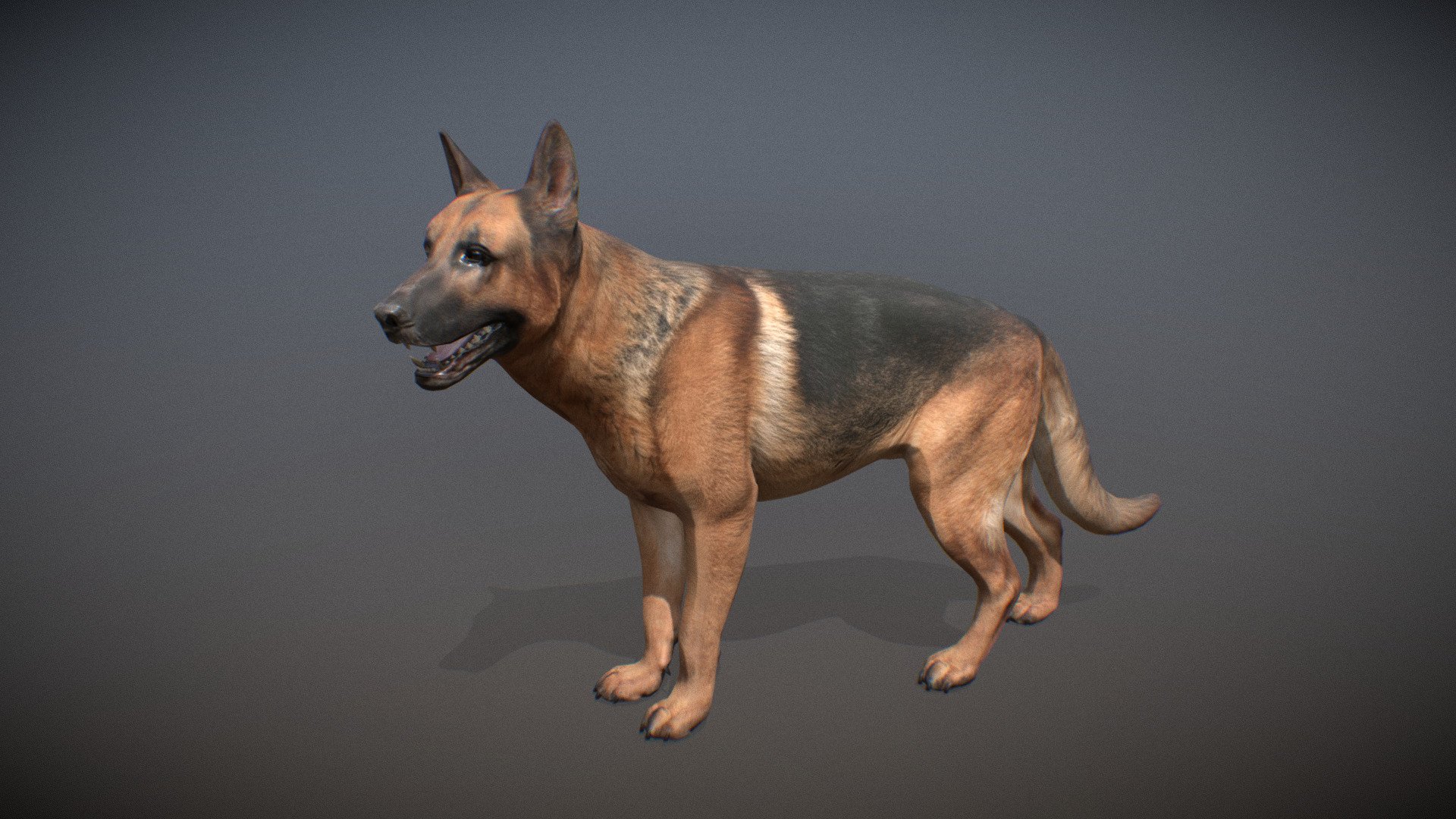 Animalia - German Shepherd - 3D model by GiM (@GamesInMotion) [cb4c42d ...