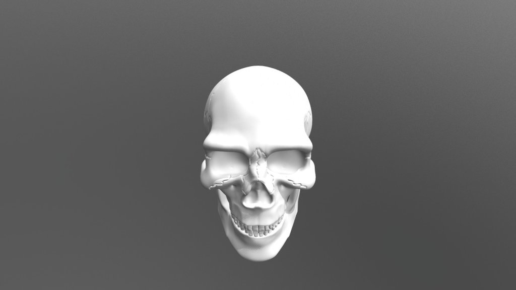 Human skull (final version) - 3D model by Diegojar [cb4ec3a] - Sketchfab