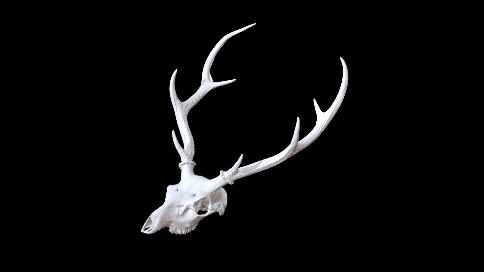 deer bone - 3D model by SELECTD [cb507c0] - Sketchfab