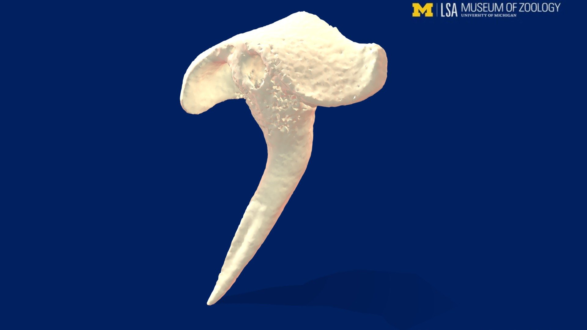 Northern Cat Eyed Snake fang - 3D model by Michigan Herpetology (UMMZ ...