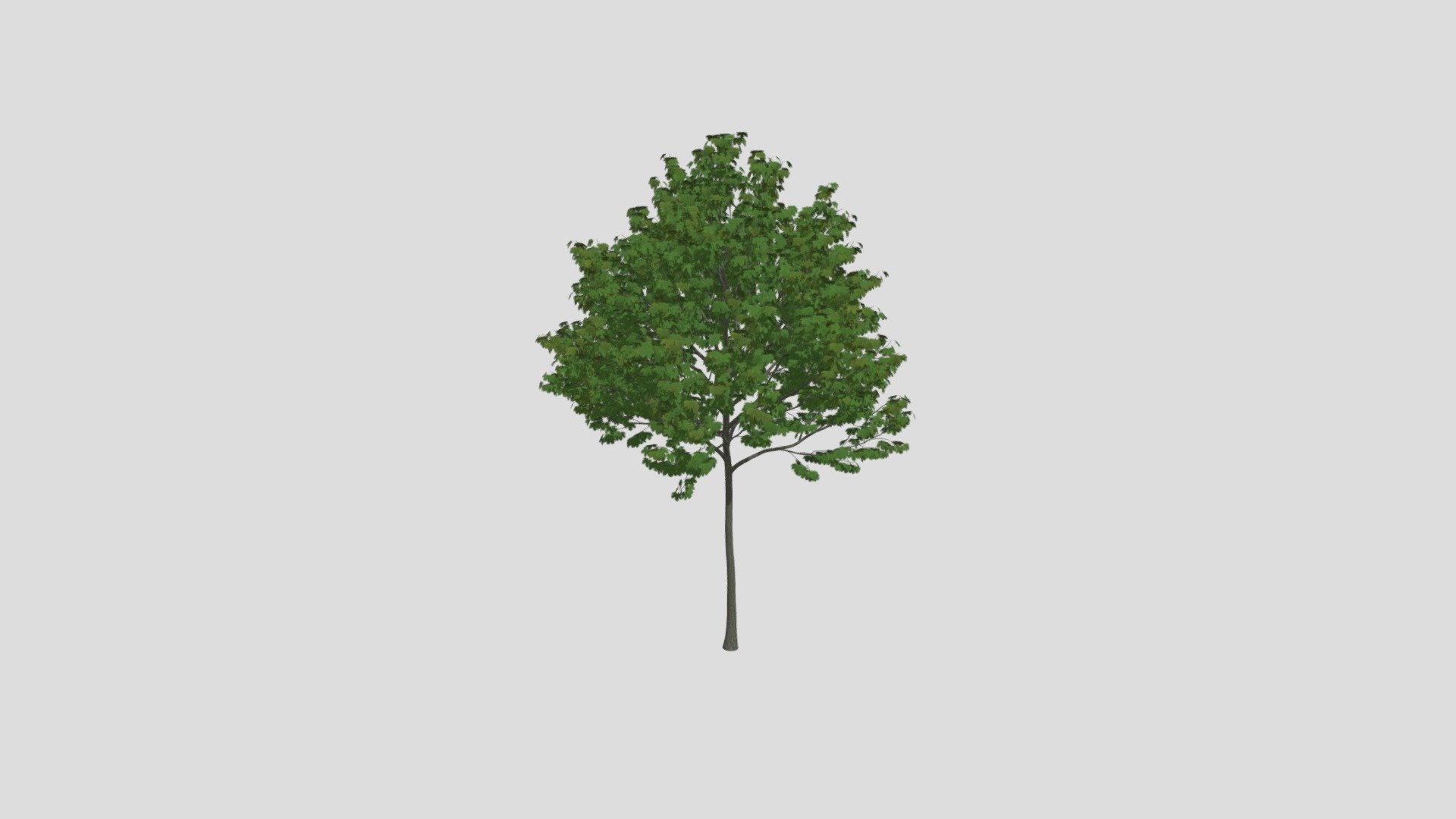 tree 38 AM207 Archmodel - Buy Royalty Free 3D model by Evermotion ...