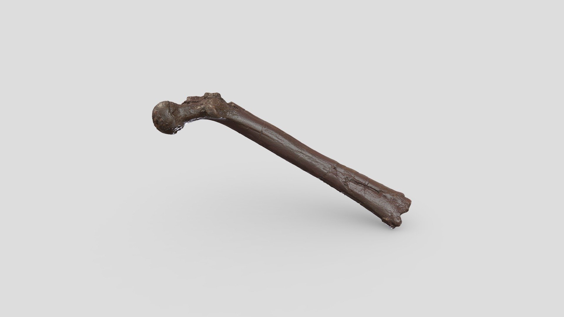 Rudapithecus hungaricus combcsont /femur - 3D model by Herman Ottó ...