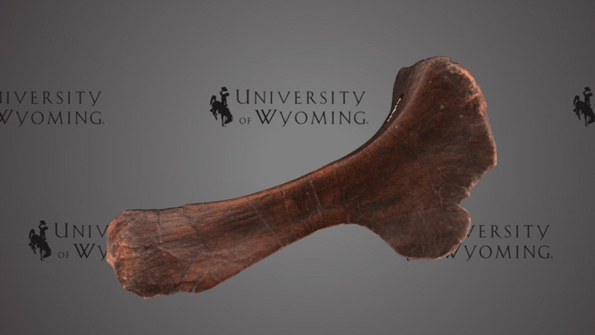 UW 46974 C - Apatosaurus parvus, Limb - Download Free 3D model by ...
