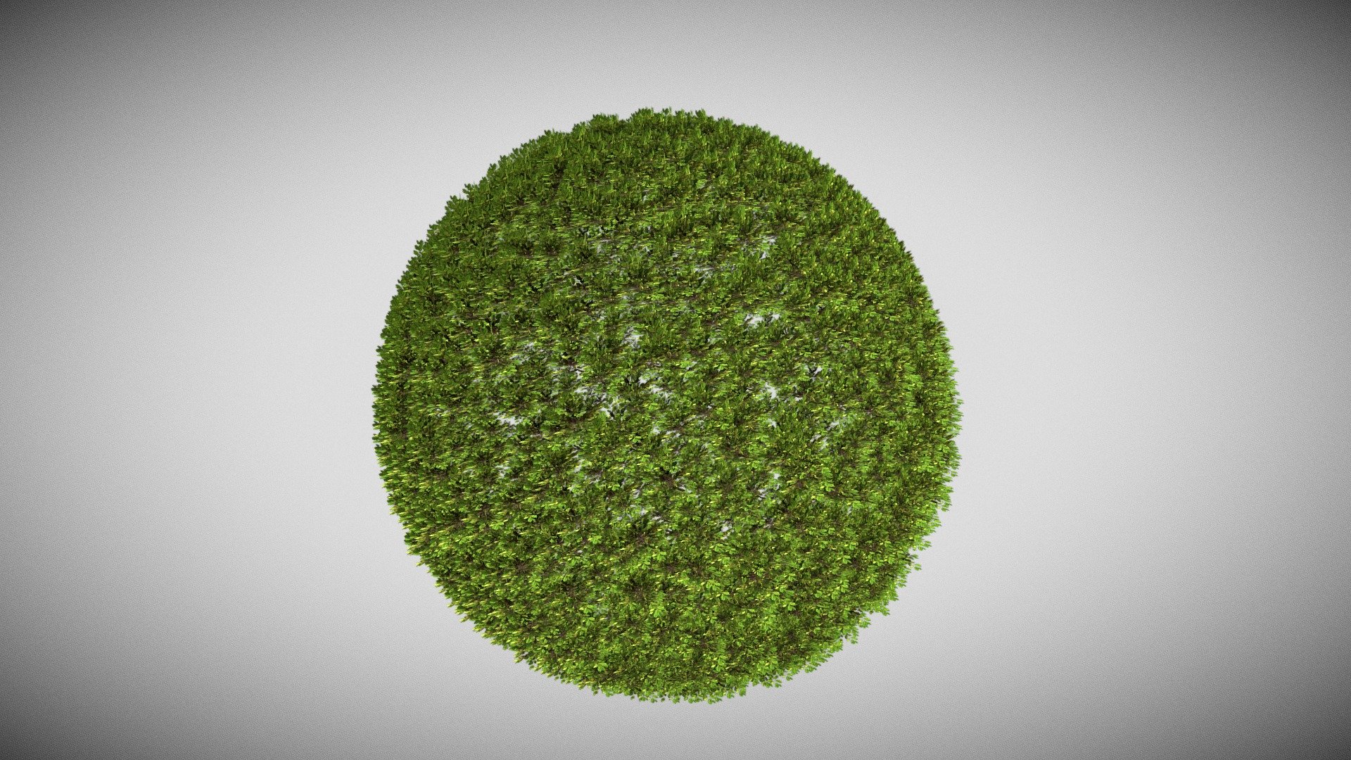 Hedge - Buy Royalty Free 3D model by quadstudio (@lightshock) [cb80806 ...