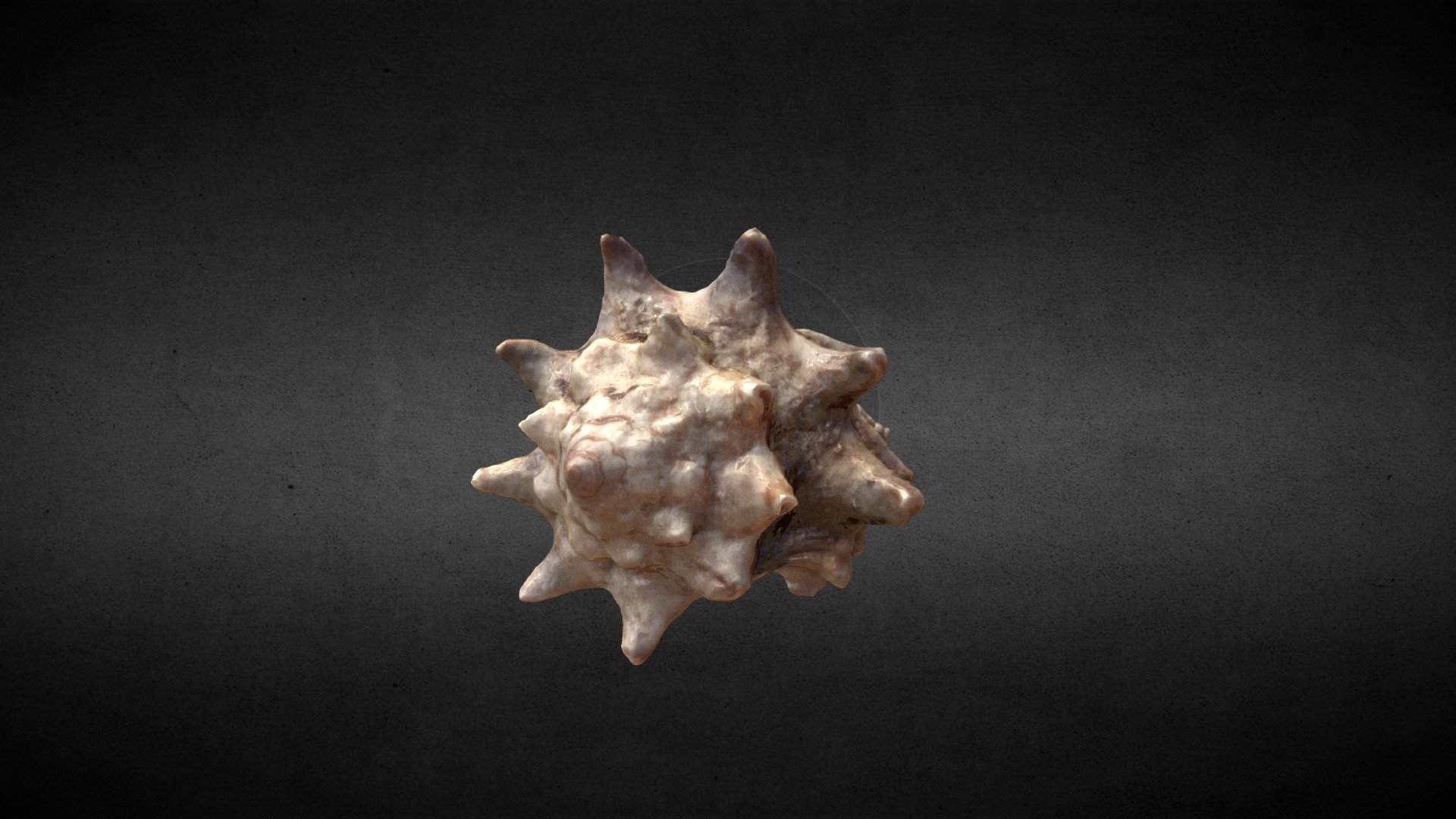 Shell - 3D model by Kevin_edw2002 [cb822e5] - Sketchfab
