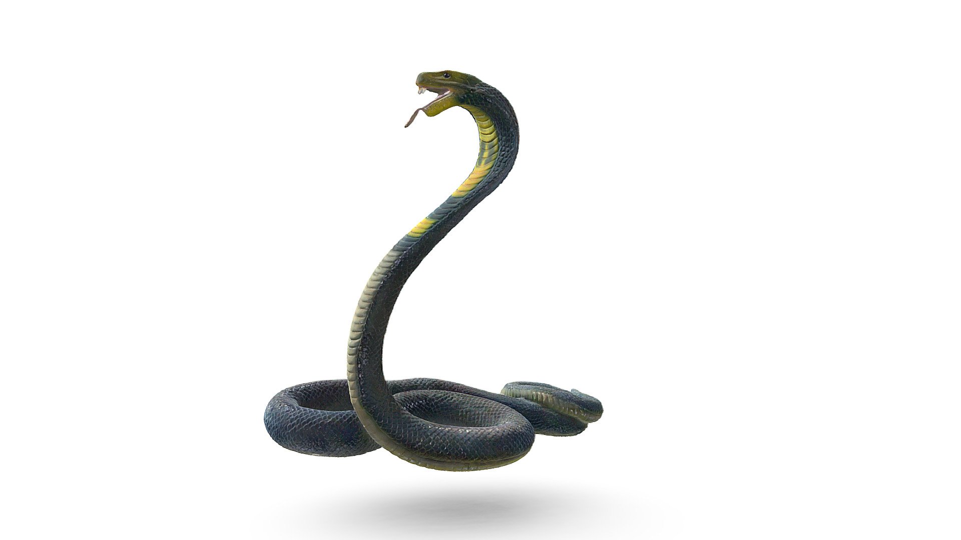 cobra - 3D model by TheInteriorGallery [cb8882f] - Sketchfab