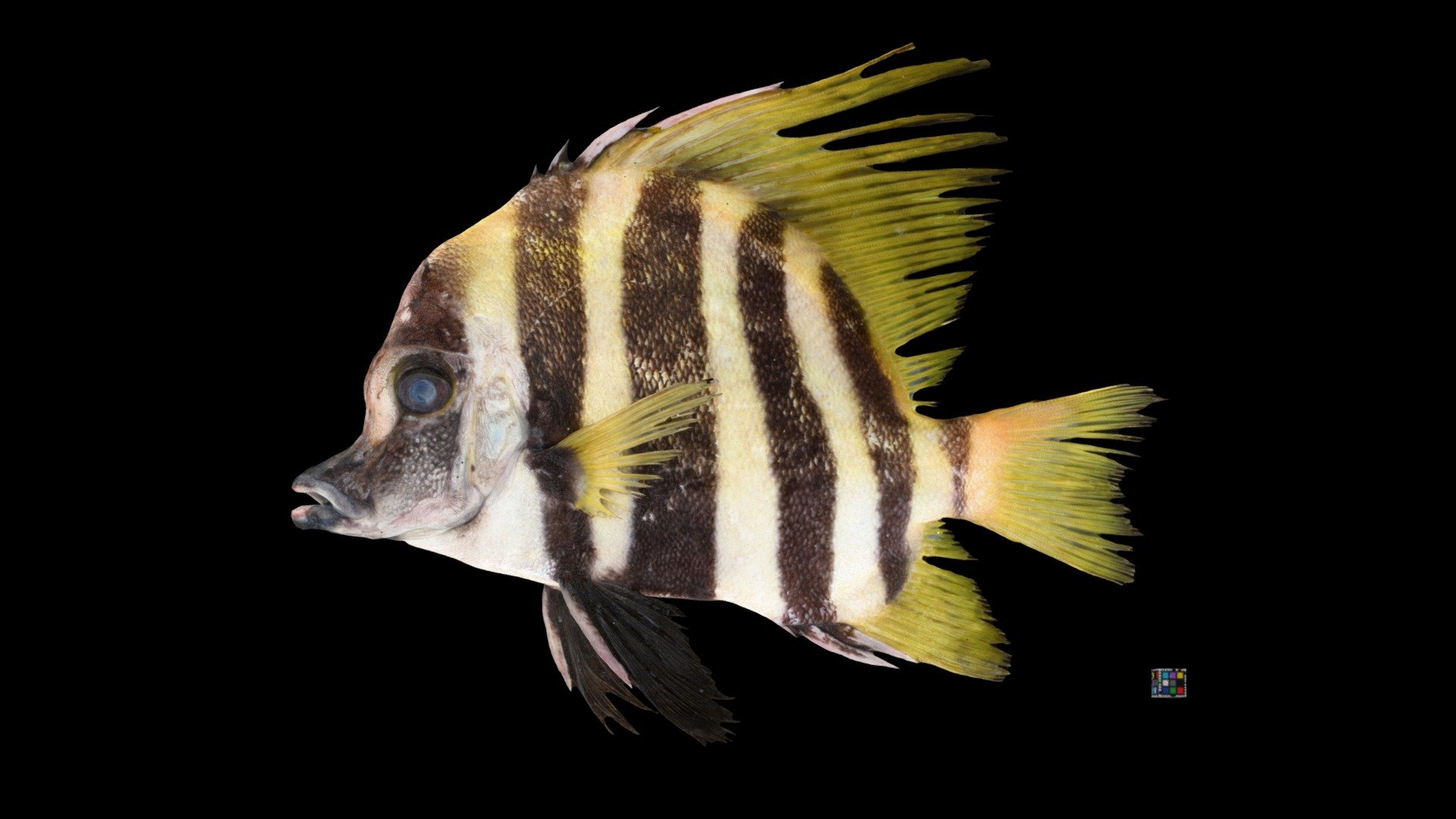 テングダイ Striped Boarfish, Evistias acutirostris - Download Free 3D model ...