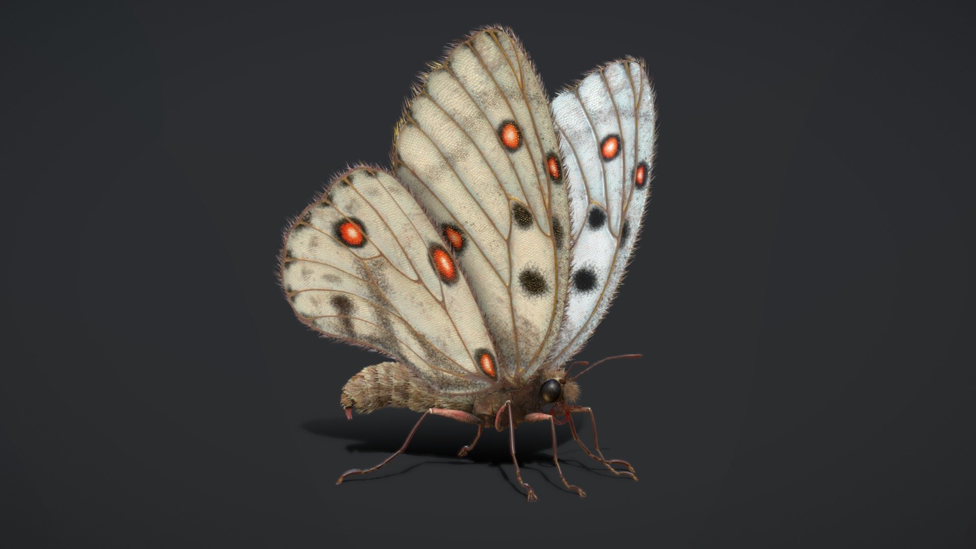 Butterfly Rigged Animated PBR N290 - Buy Royalty Free 3D model by Ev_M ...