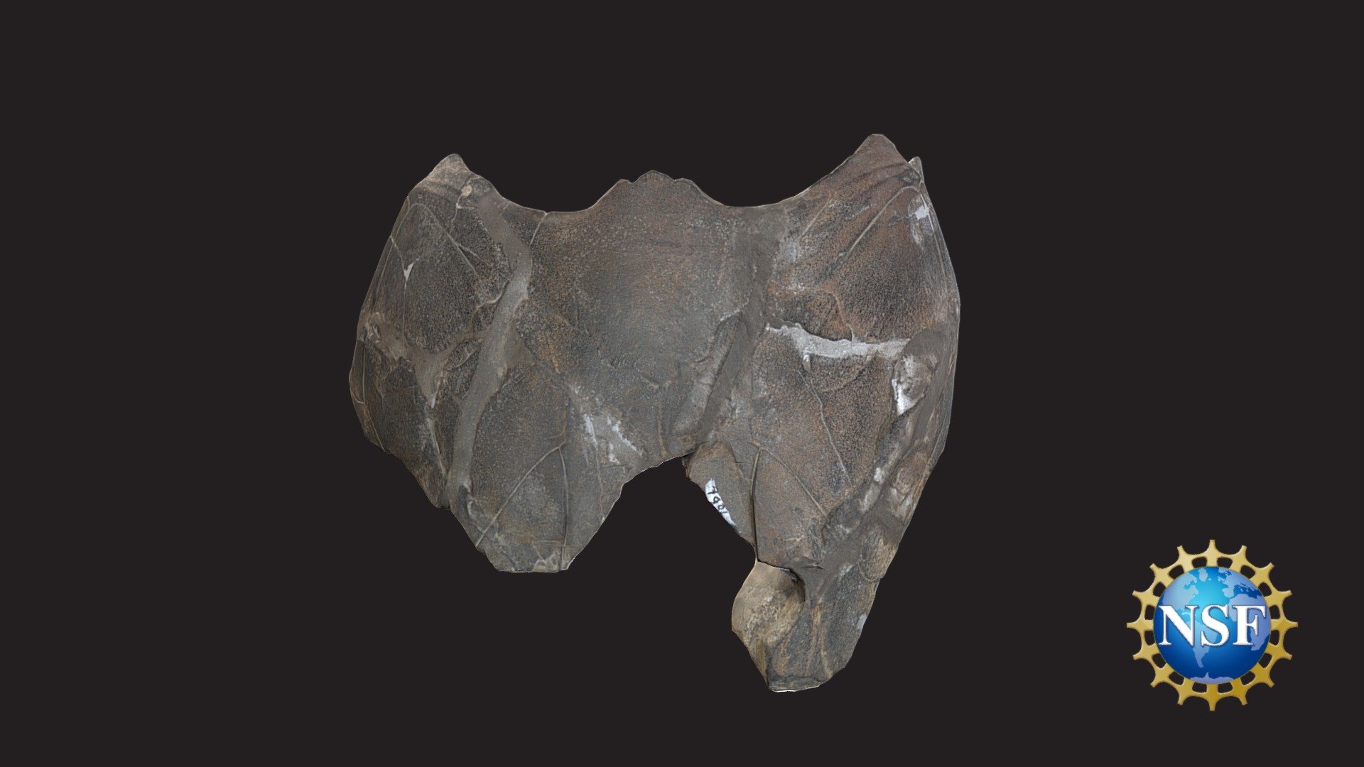 CMNH 7901, Dunkleosteus terrelli headshield - 3D model by Cleveland ...
