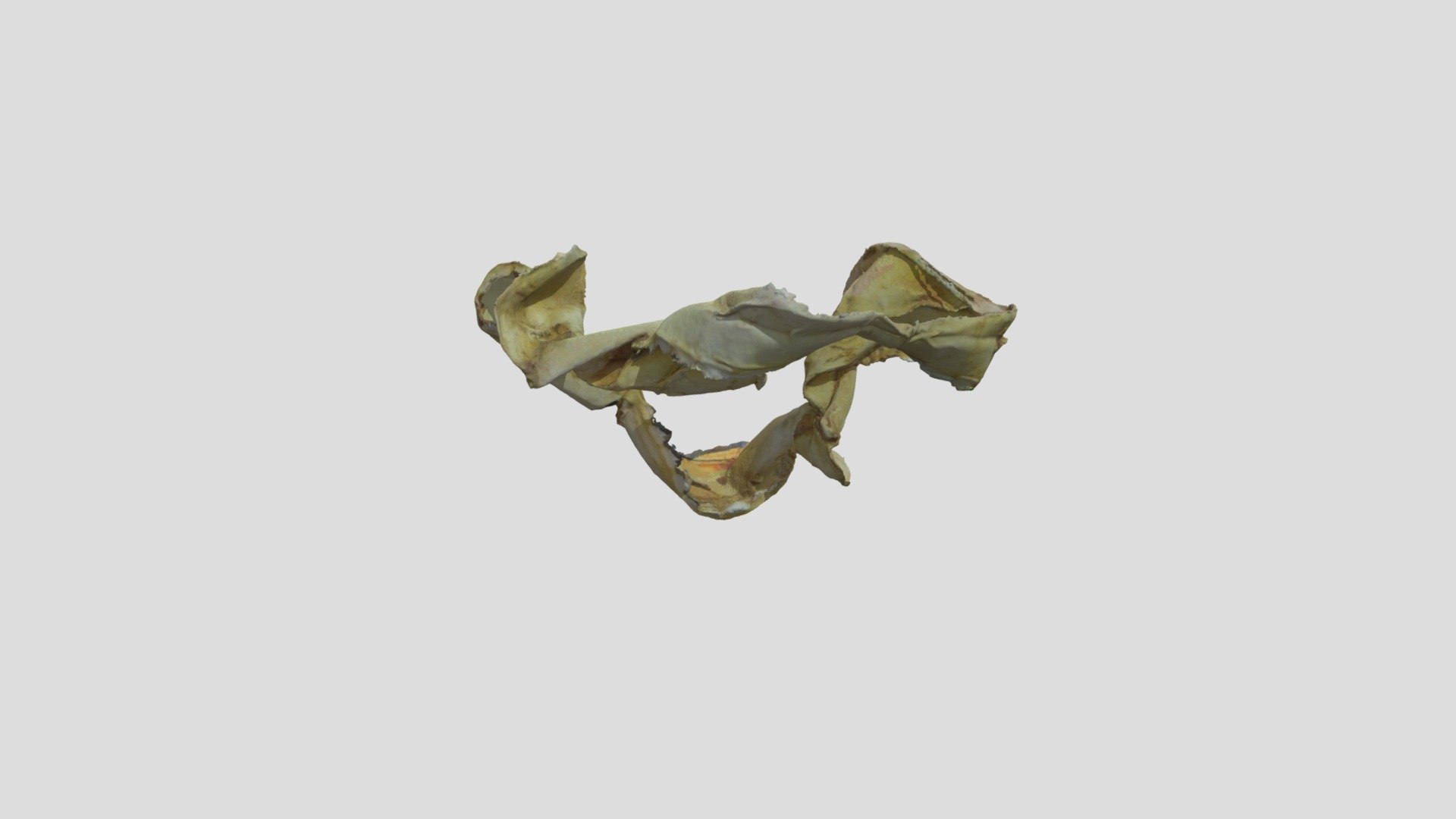Mandibula Tiburón espinoso - Echinorhinus cookei - Download Free 3D ...
