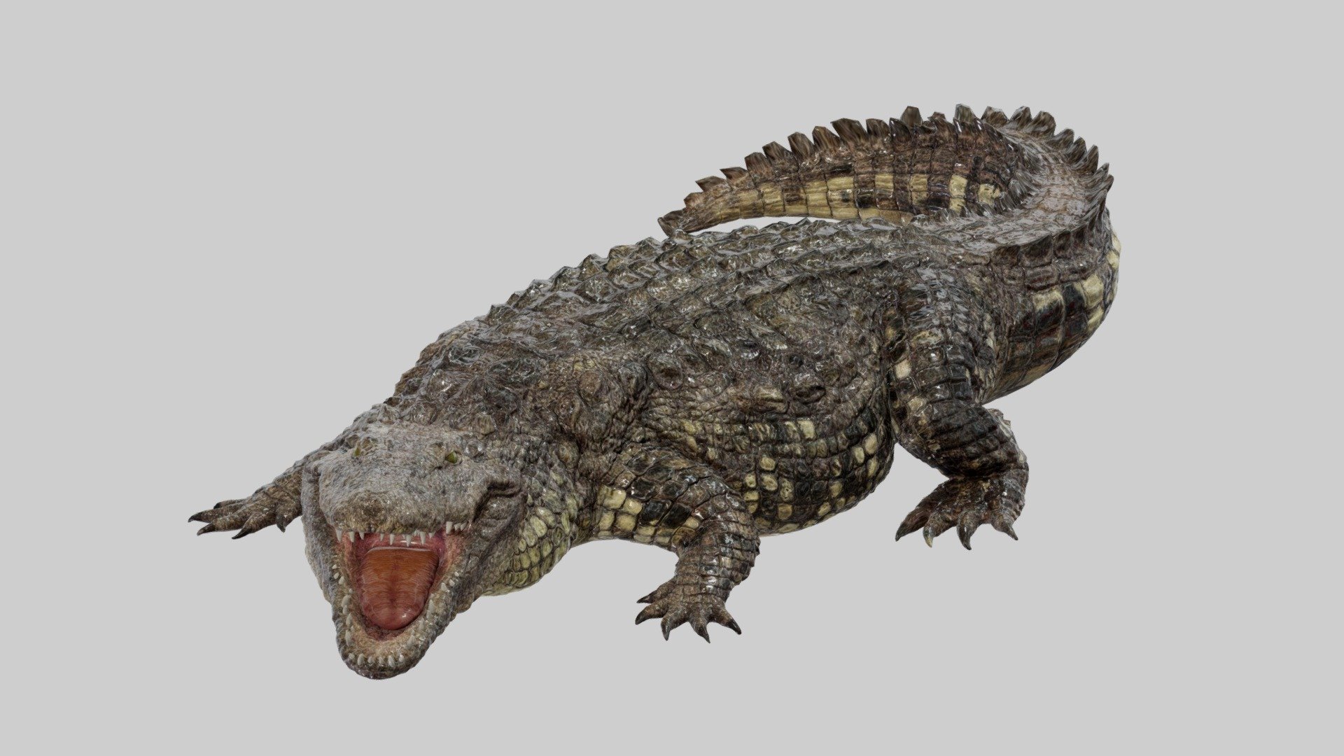 Crocodile - 3D model by gh0stface19 [cb942fe] - Sketchfab