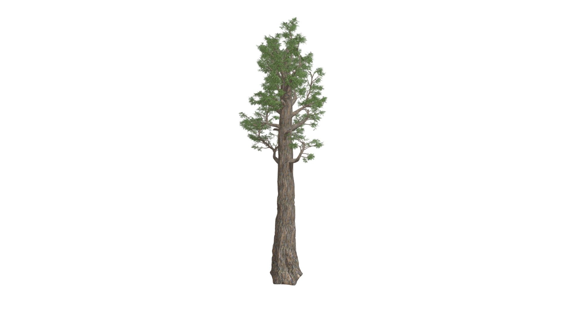 Giant Redwood Tree #05 - Buy Royalty Free 3D model by meshshape ...