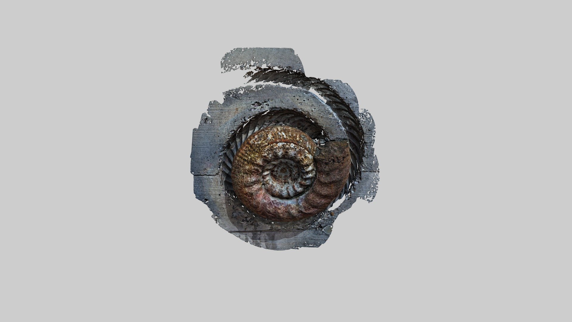 ammonite on wall 3d-scanned - Download Free 3D model by Bau-3d [cb956c9 ...