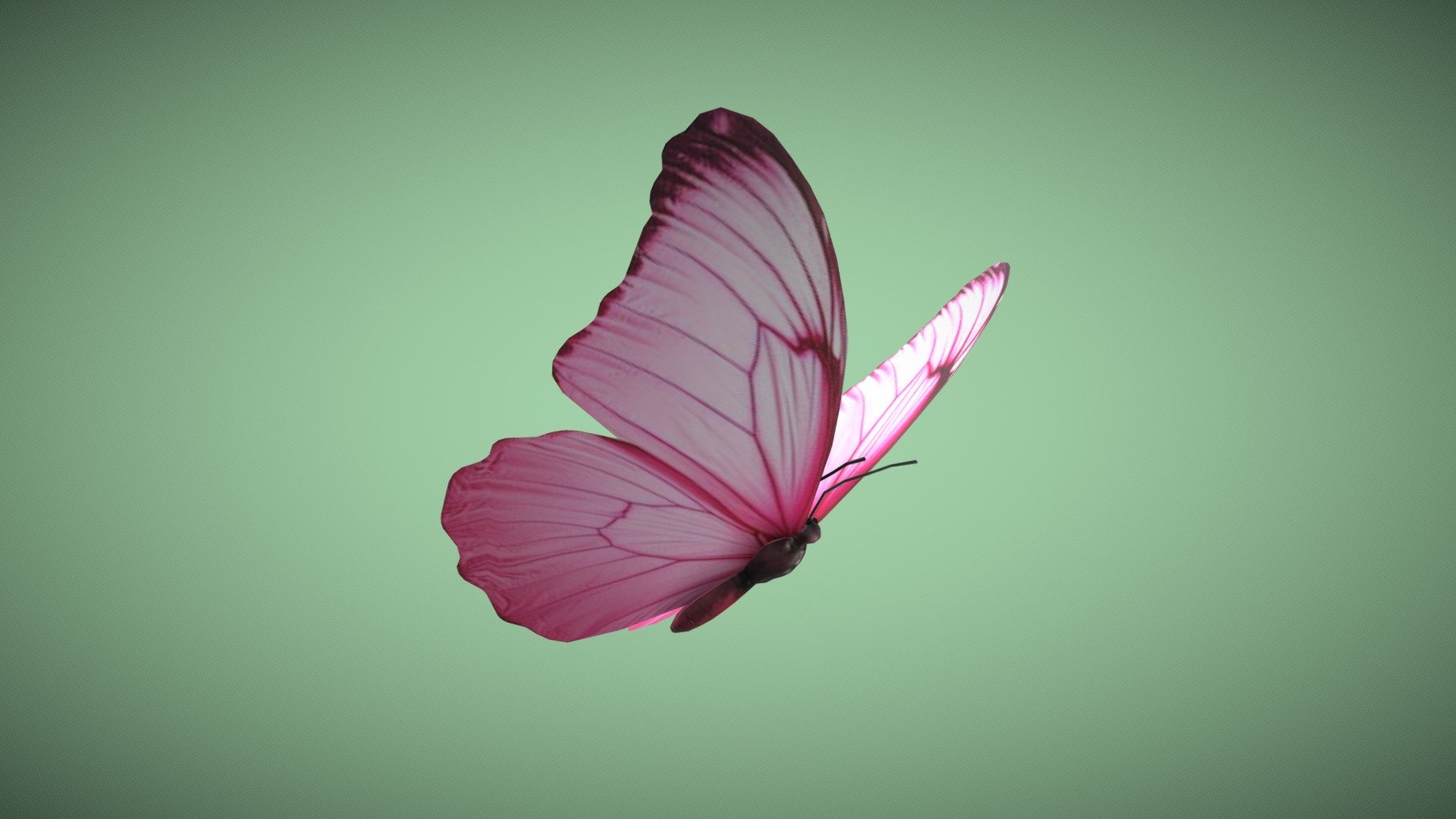 butterfly - Download Free 3D model by BrokenCode [cba58d6] - Sketchfab