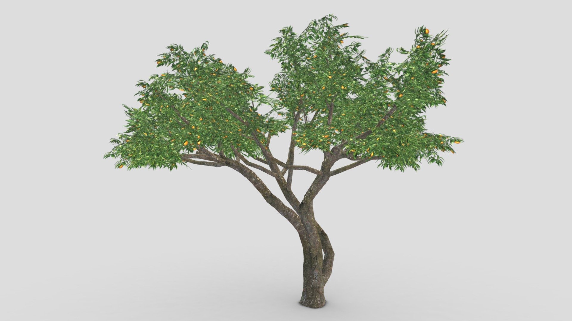 Orange Tree- S08 - Buy Royalty Free 3D model by ASMA3D [cbae8e7 ...