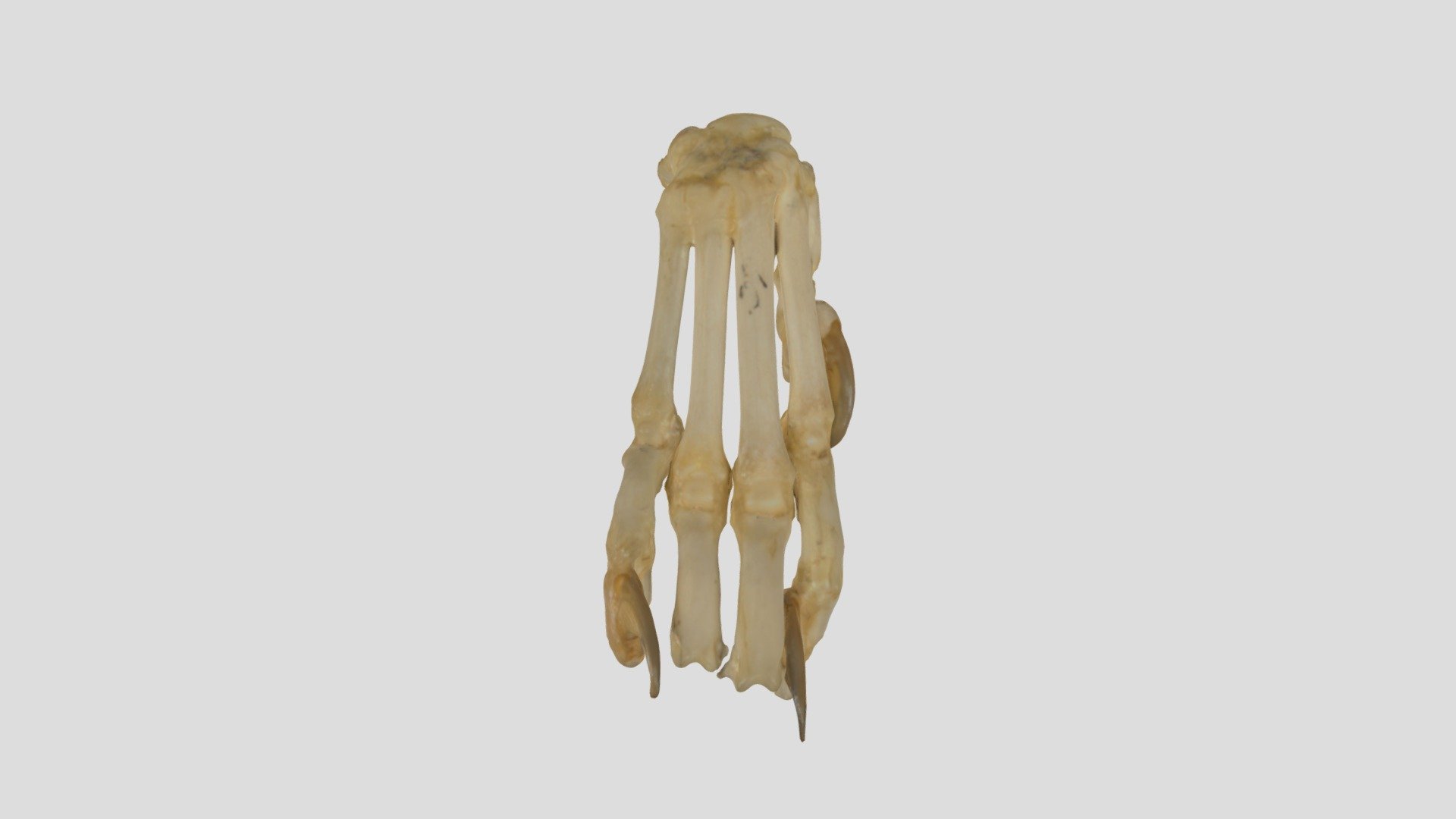 Manus - Download Free 3D model by justinbrown4242 [cbaf012] - Sketchfab