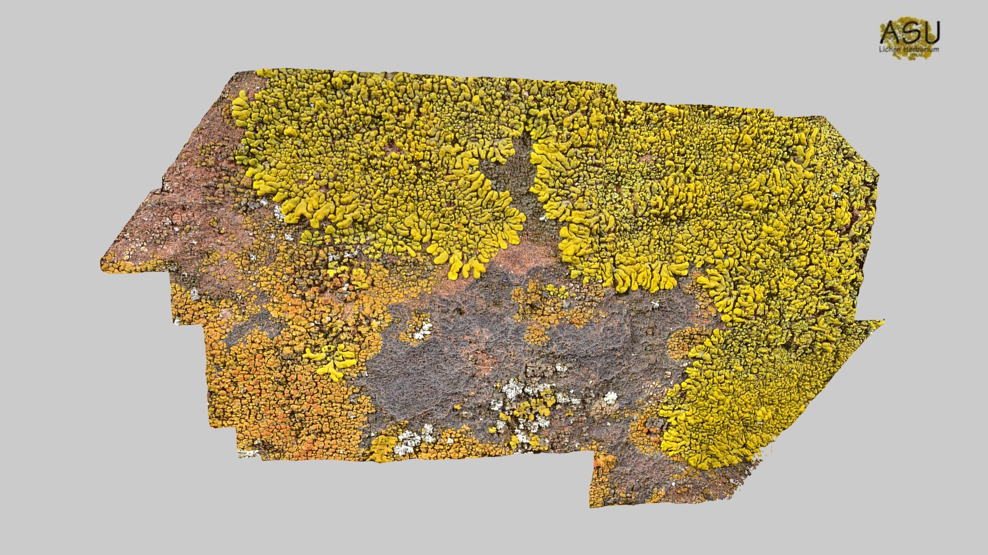 V-Bar-V Lichens (near Sedona) 2019-11-13 - Download Free 3D model by ...