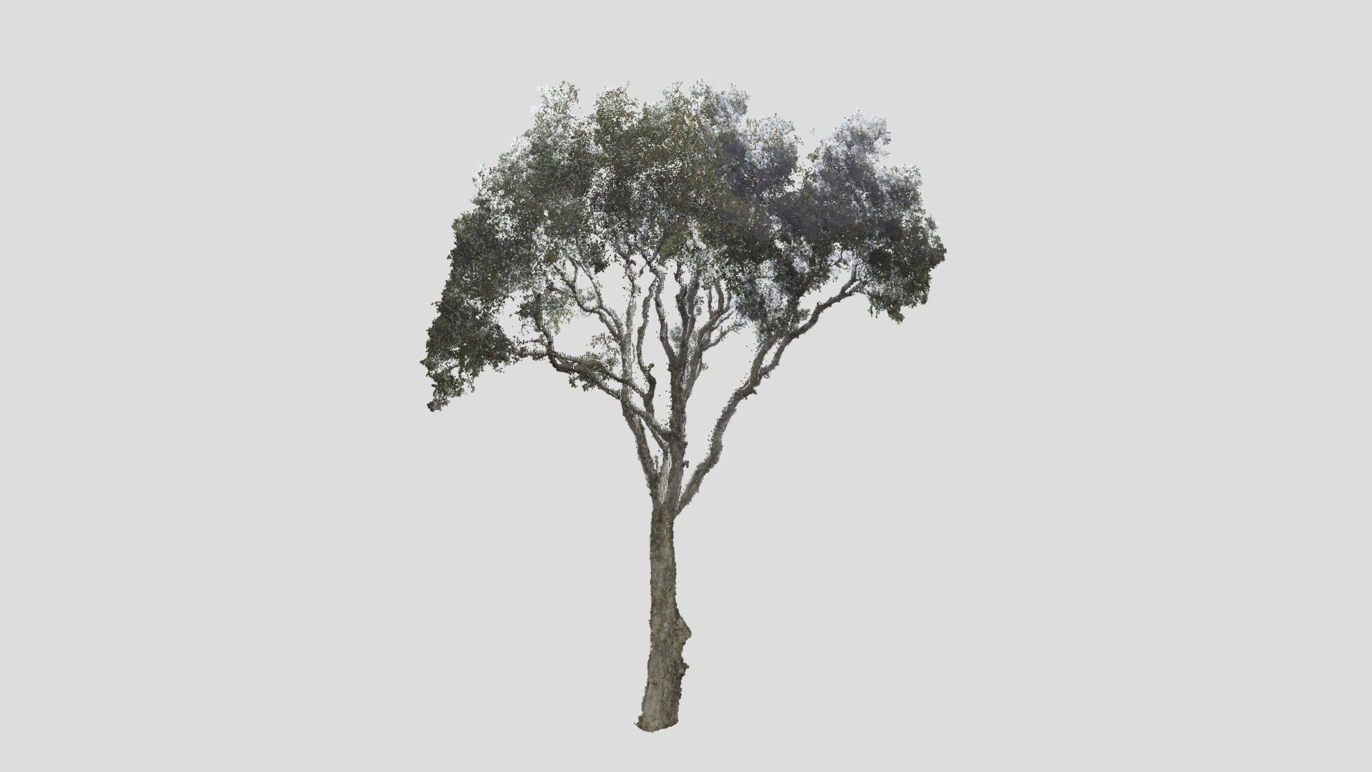Tree Point Cloud - Buy Royalty Free 3D model by magnum_opus (@tree ...