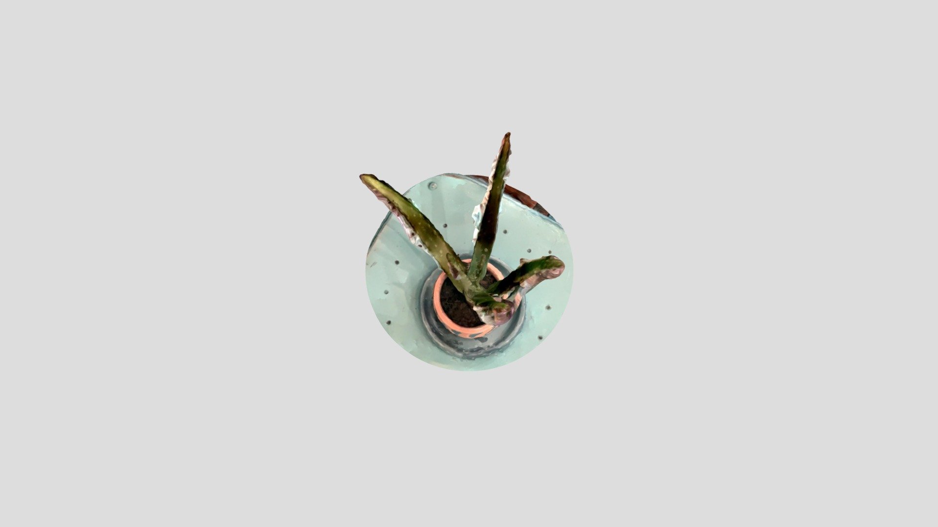 Jake Burden_Aloe Plant_ ARkit - Download Free 3D model by ...