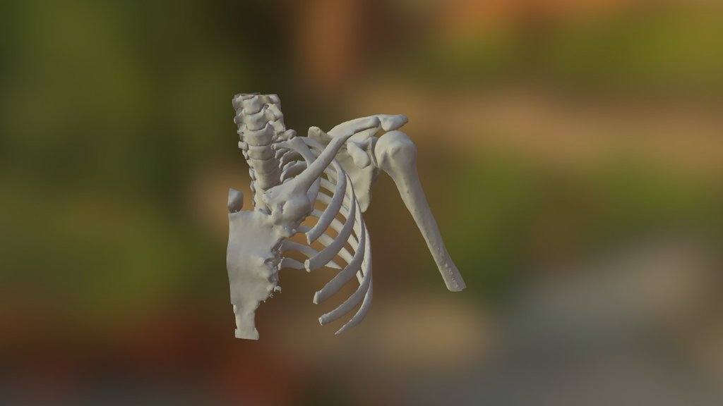 Shoulder - sku370 - 3D model by orto3d [cbc93e1] - Sketchfab
