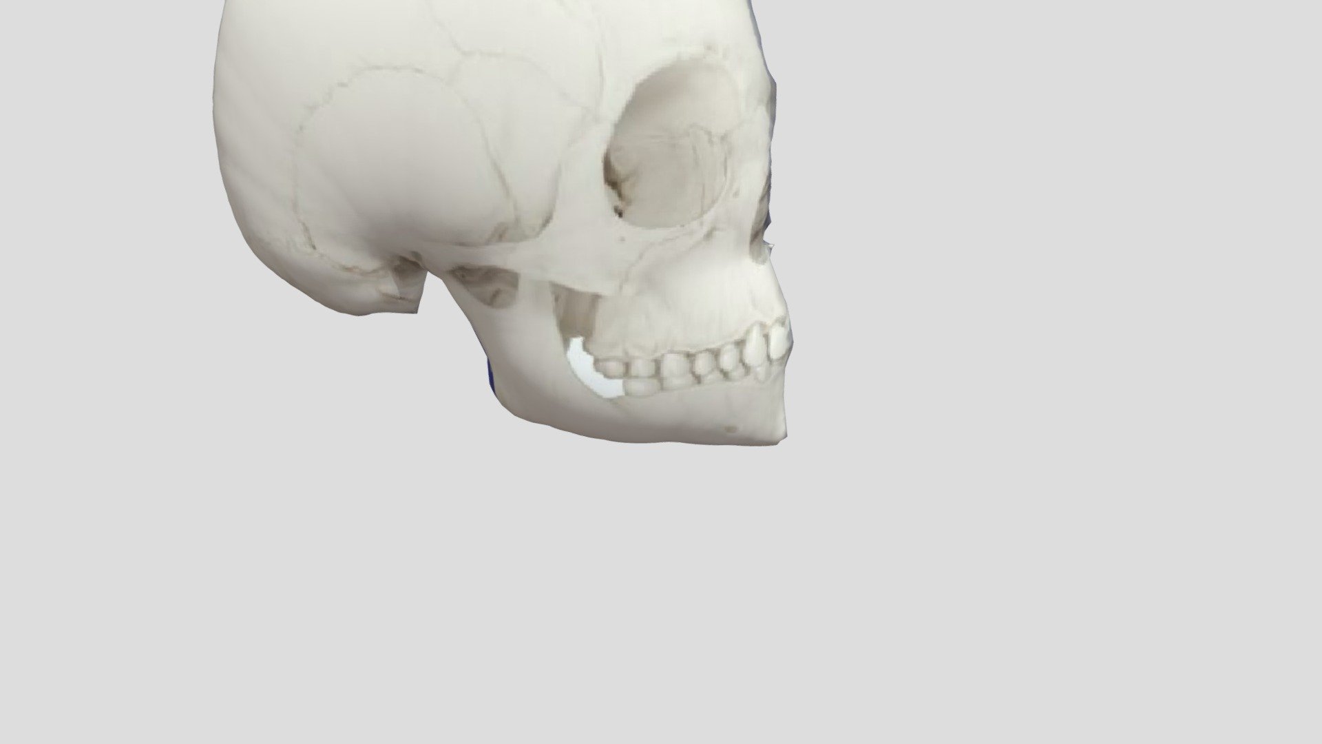 tengkorak - 3D model by bhayufebri [cbcaeb7] - Sketchfab