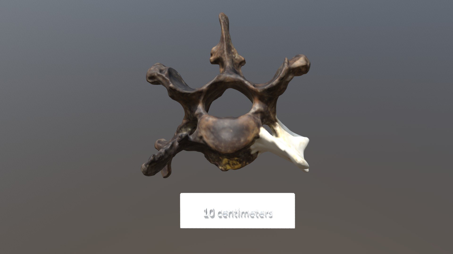 Elk Cervical Vertebra (VCU_3D_3611) - 3D model by Virtual Curation Lab ...