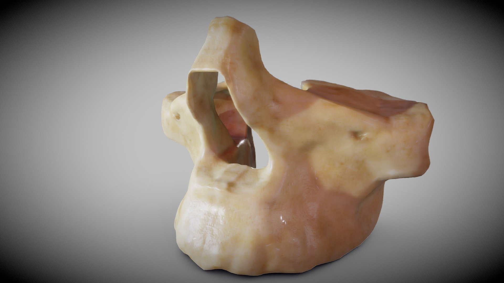 Human maxilla bone - Buy Royalty Free 3D model by Ebers [cbcbc30 ...
