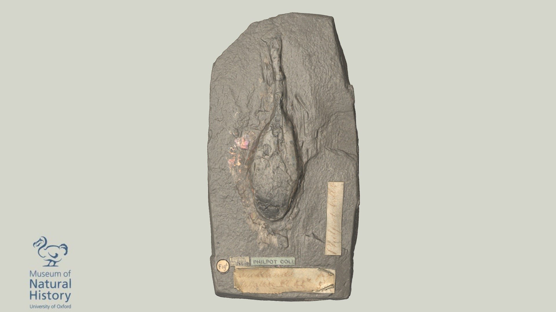 Belemnite ink sac (OUMNH PAL-J.003508) - 3D model by Oxford University ...