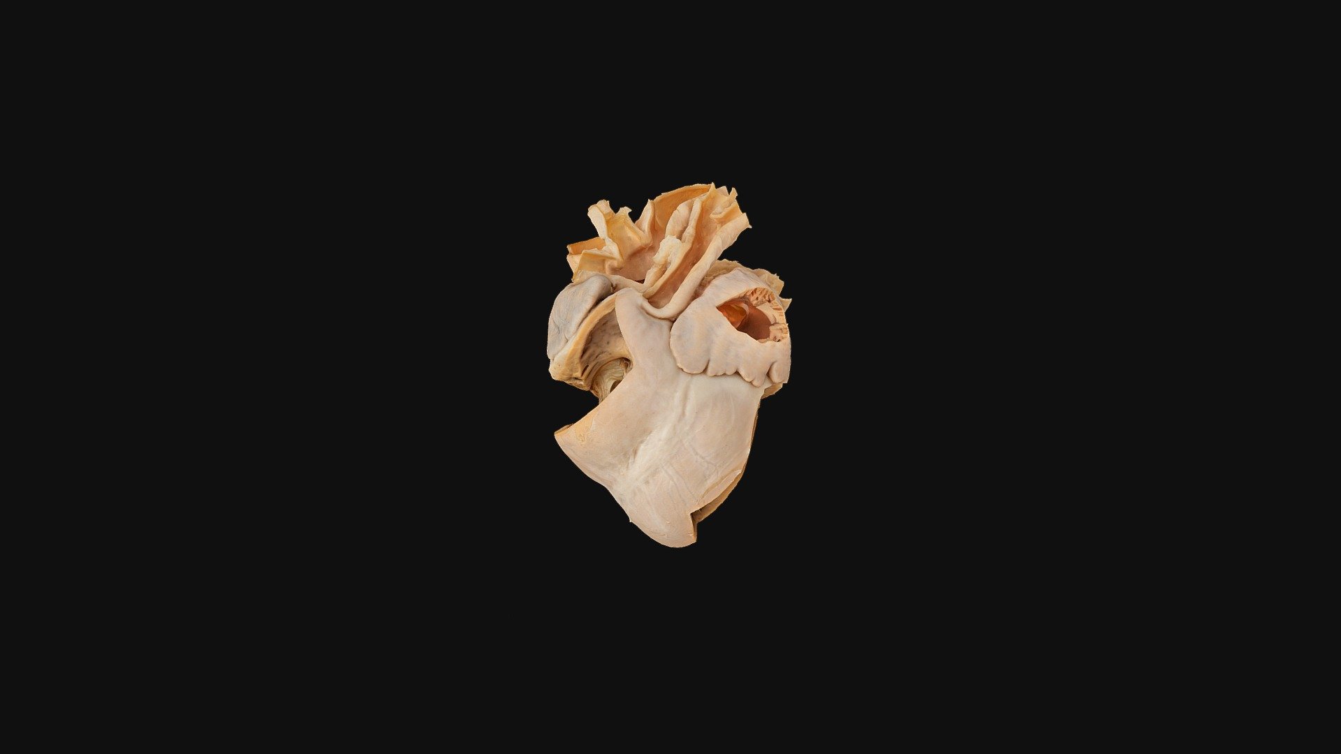 Corazón Plastinado - 3D model by Tomás Yunge (@tomasyunge) [cbd3c6c ...